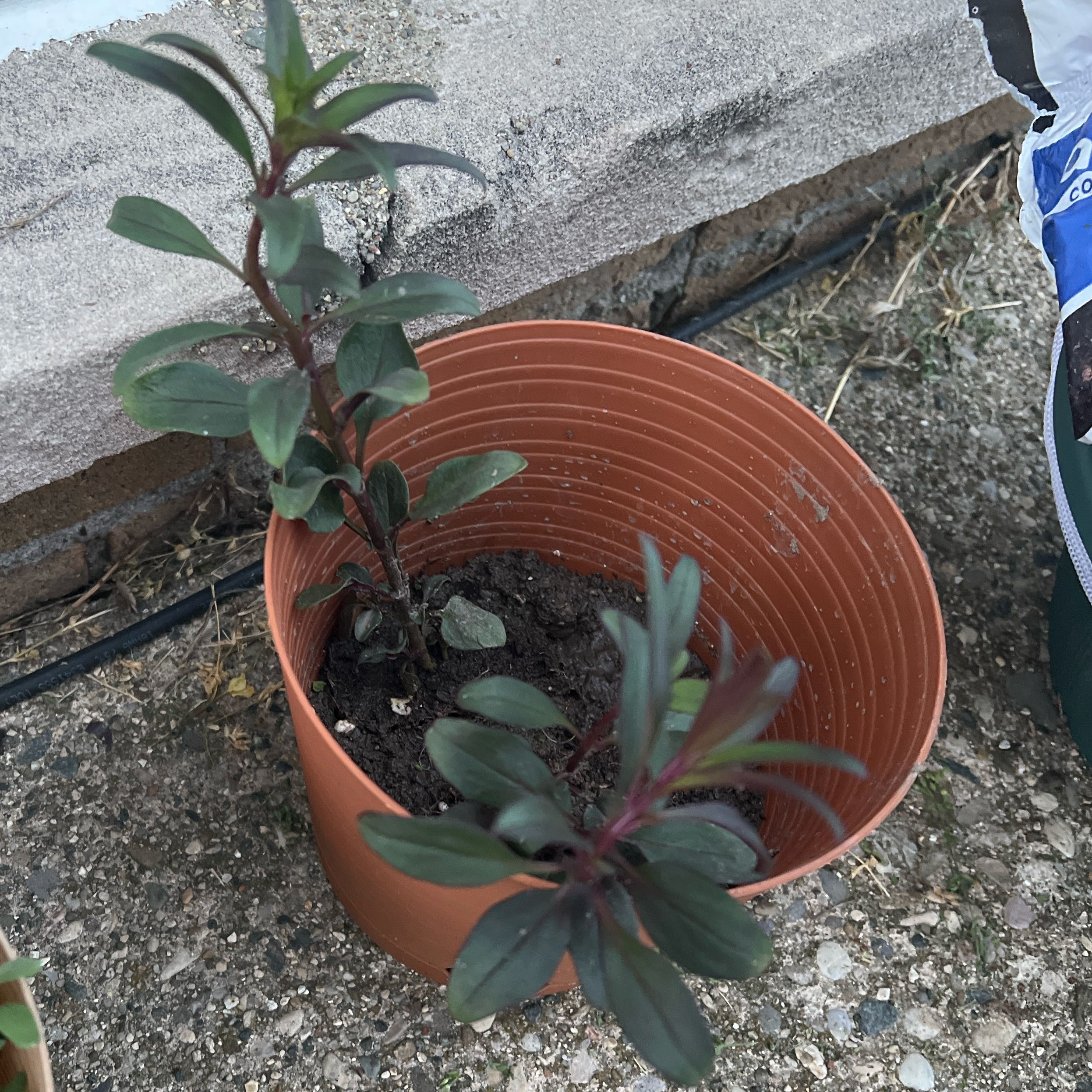 How to Care for Island Snapdragon Firecracker: Mastering Water ...