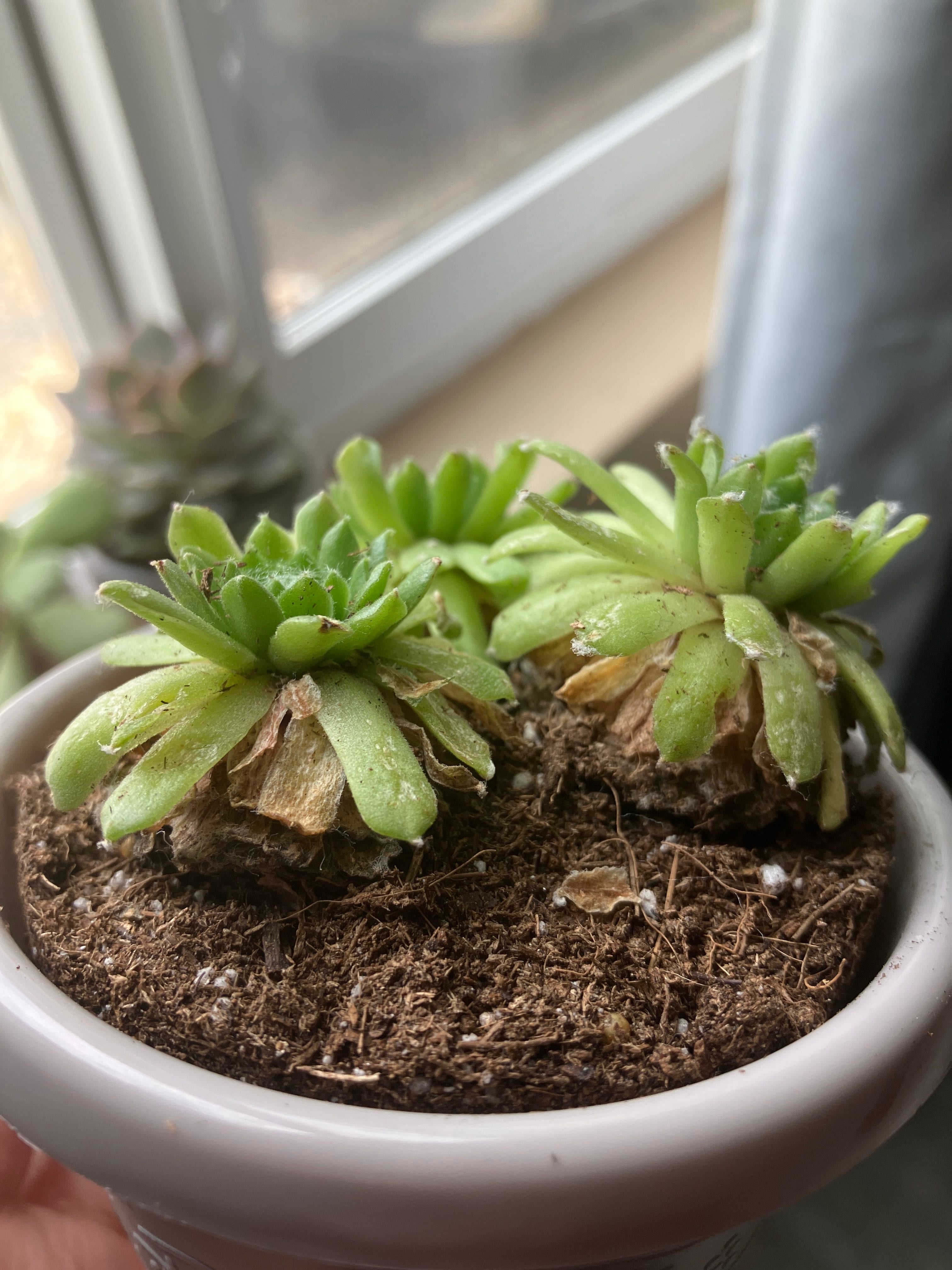 Hens and Chicks Plant Care: Water, Light, Nutrients | Greg App 🌱