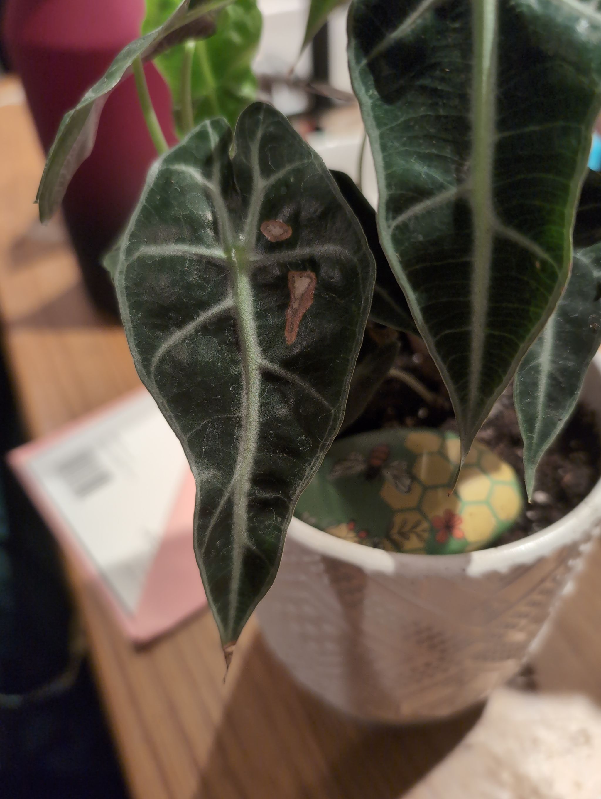 How to Care for Alocasia 'Sumo' Elephant Ear: Mastering Water, Sunlight ...