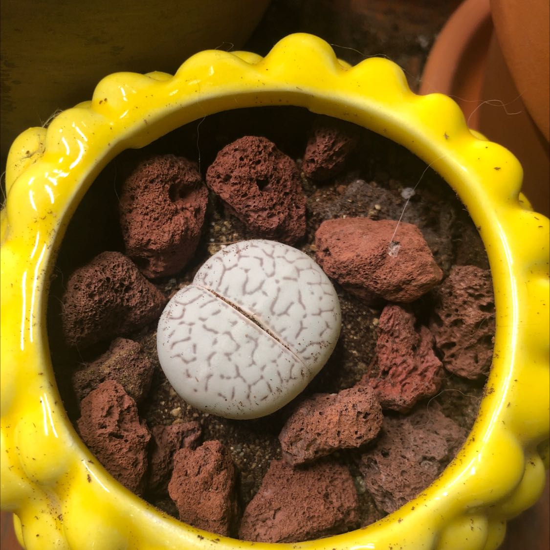 10 Advantages Of Having A Lithops