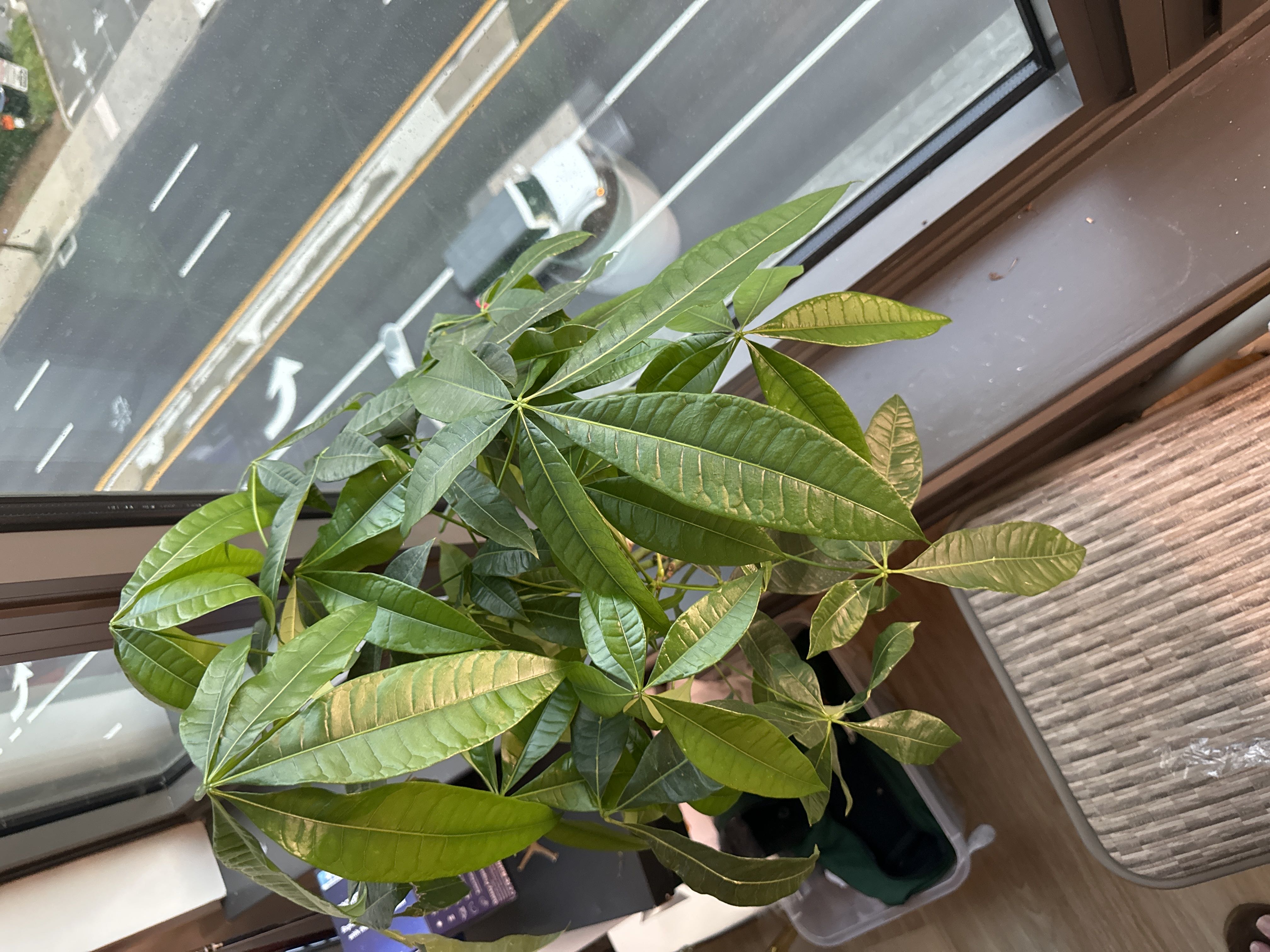 💰 Ultimate Guide to Outdoor Money Tree Care
