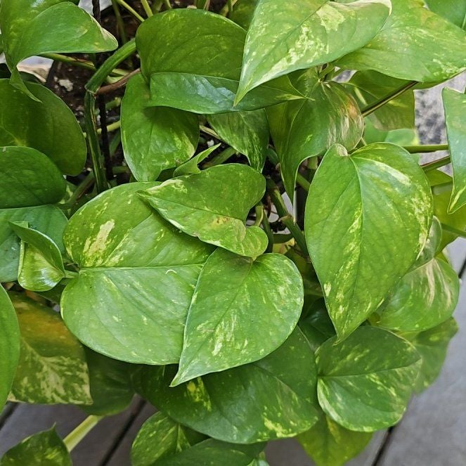 Zeus | A plant by @PeachyNeontetra on Greg