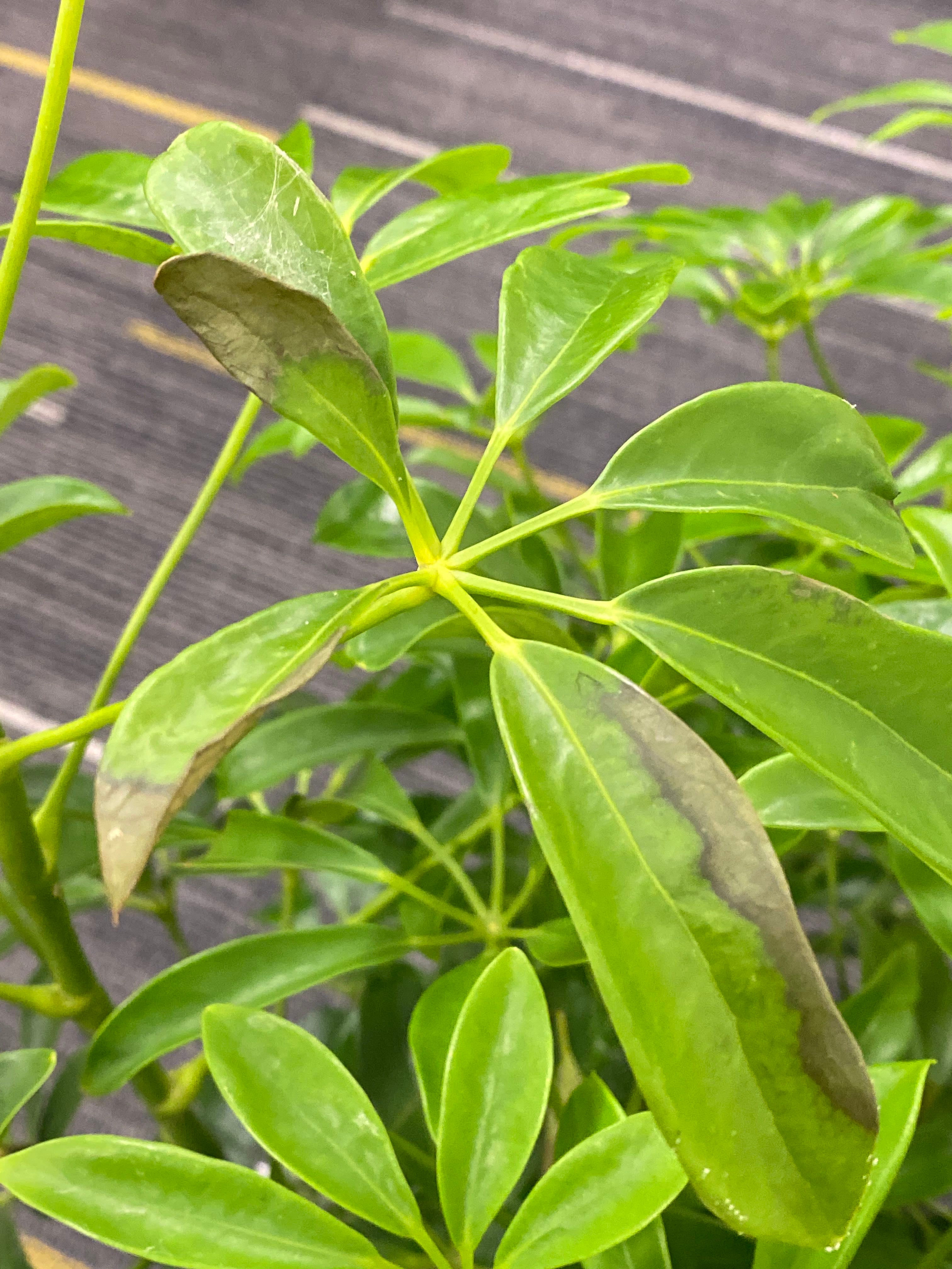 Dwarf Umbrella Tree Plant Care: Water, Light, Nutrients | Greg App 🌱