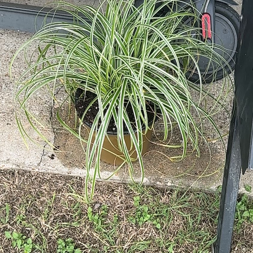 The Complete Carex Feather Falls Plant Care Guide: Water, Light & Beyond