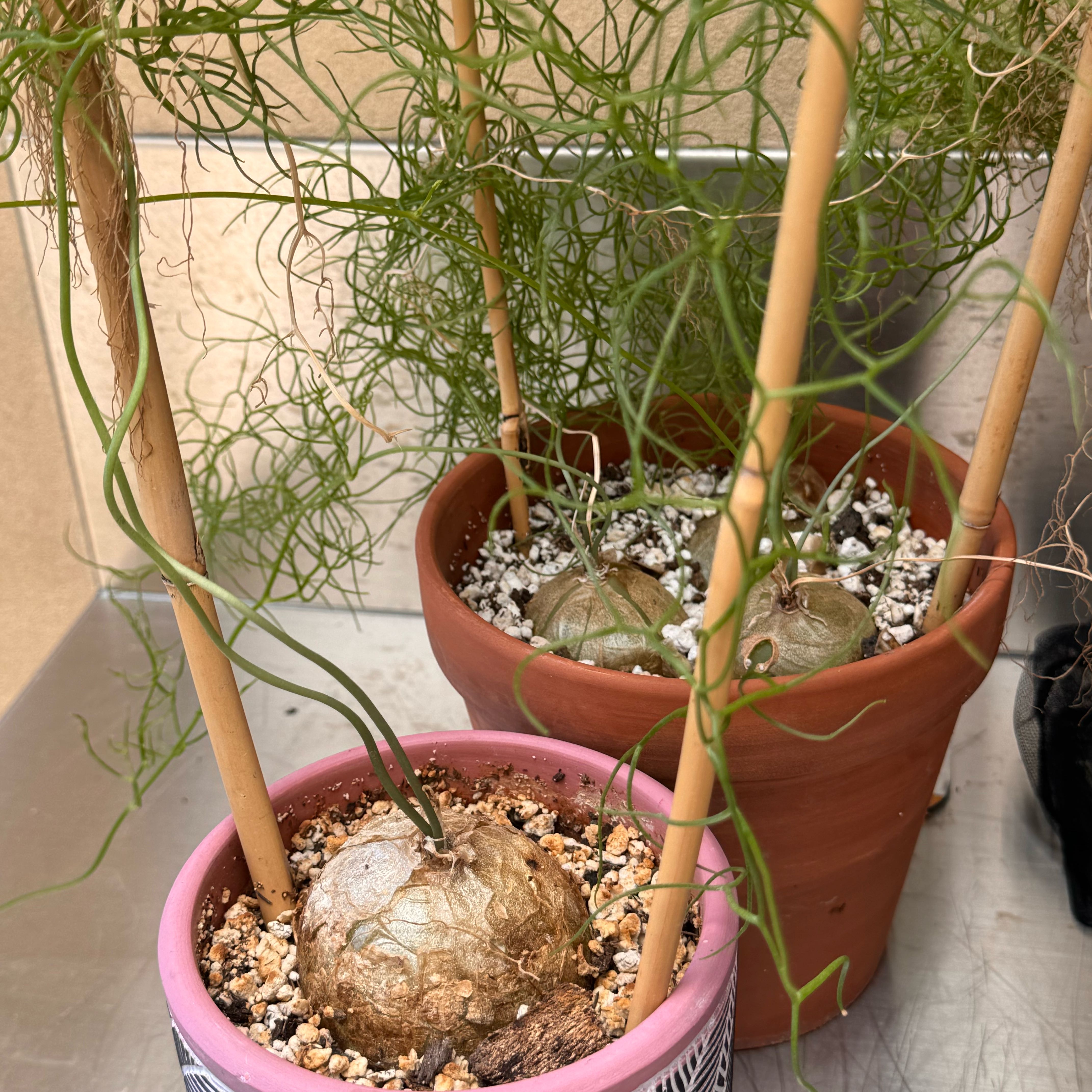 Homer | A plant by @SentinelDodder on Greg