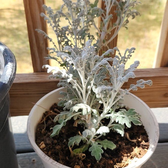 Achilles | A plant by @ZestCliffspurge on Greg