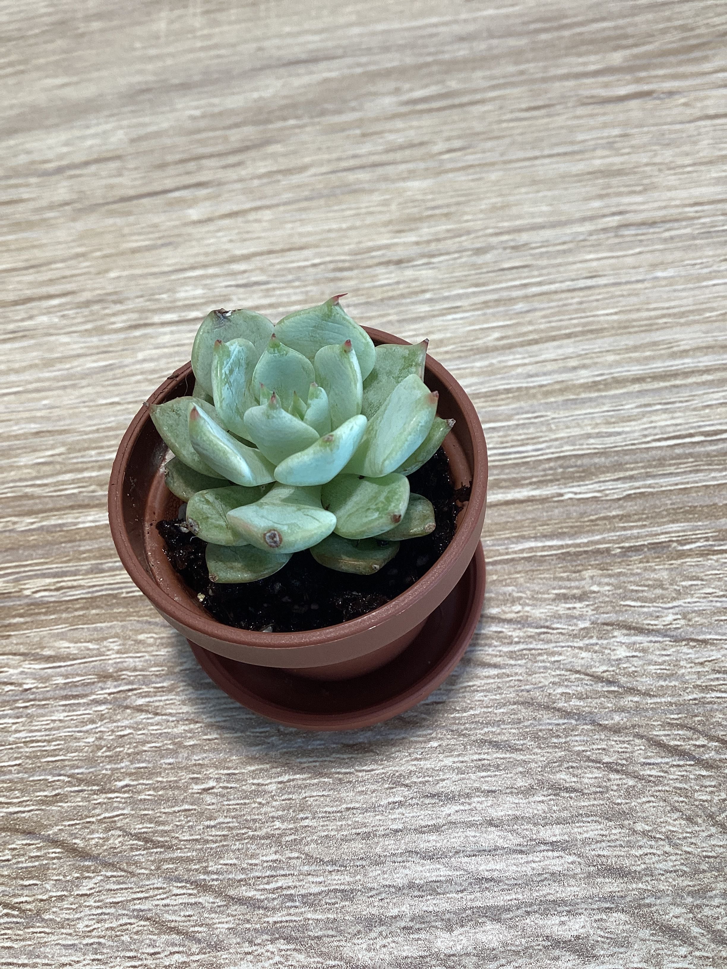 Echeveria Jessica Plant Care: Water, Light, Nutrients | Greg App 🌱