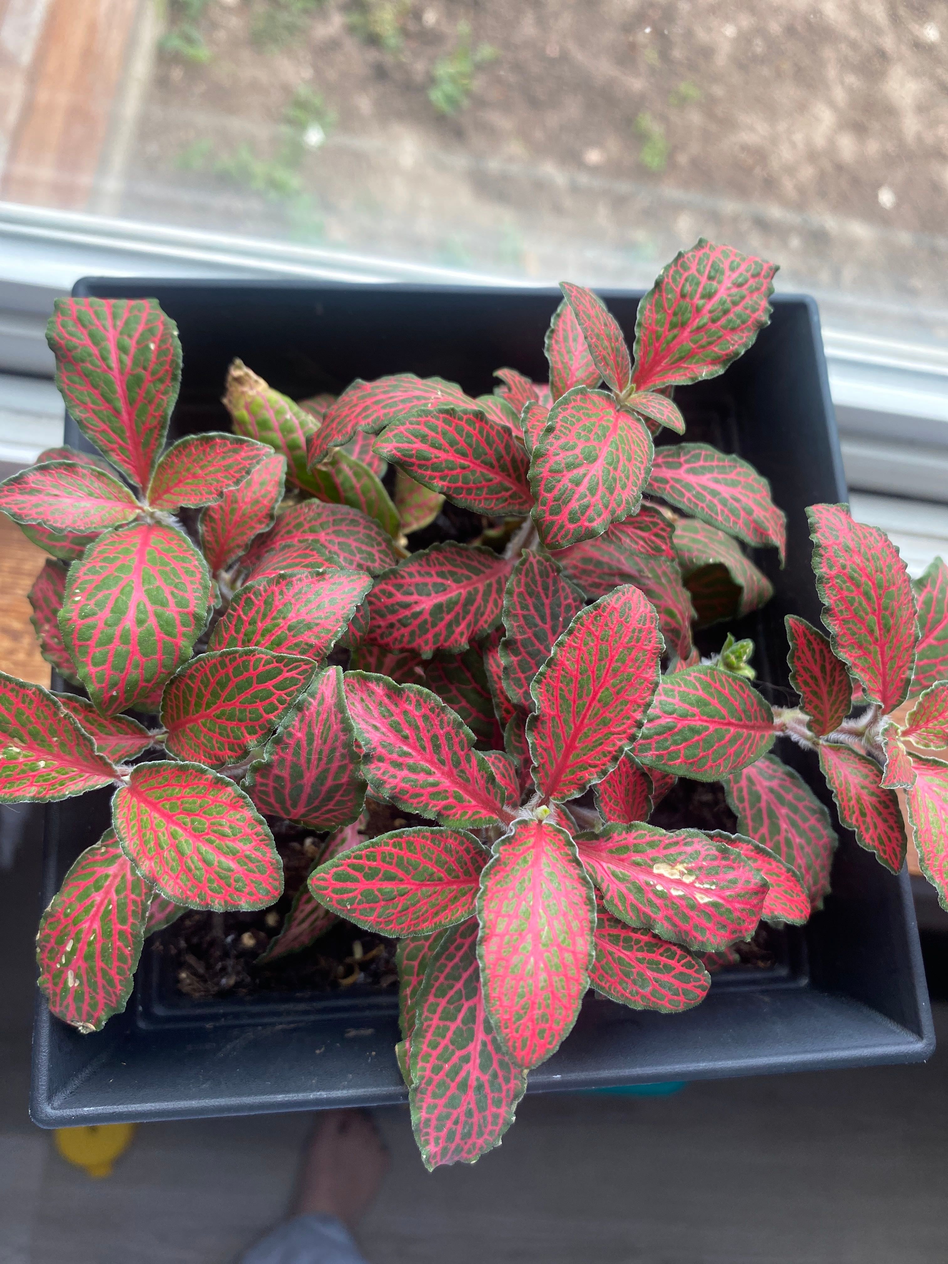 Black Spots on My Red Anne Nerve Plant Leaves