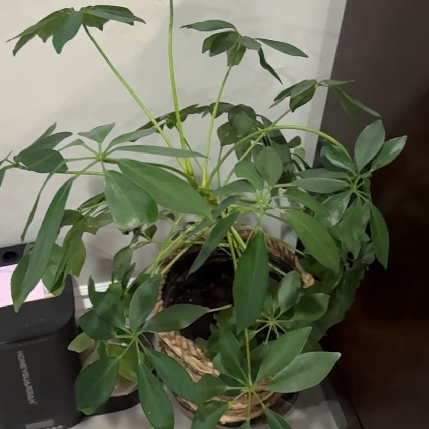 Marley | A plant by @TotallySoybean on Greg