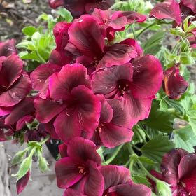 The Complete Regal Geranium (Martha Washington Geranium) Plant Care ...