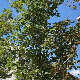 How to Care for Montpellier Maple: Mastering Water, Sunlight & More