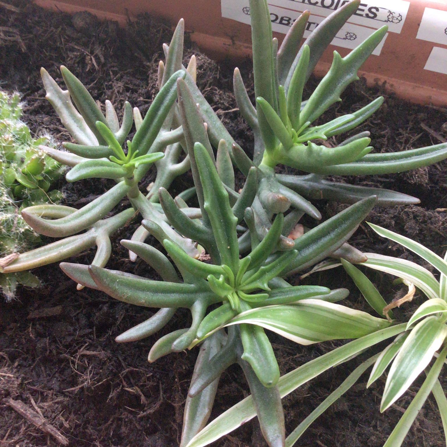 Skyscraper Senecio Plant Care: Water, Light, Nutrients | Greg App 🌱