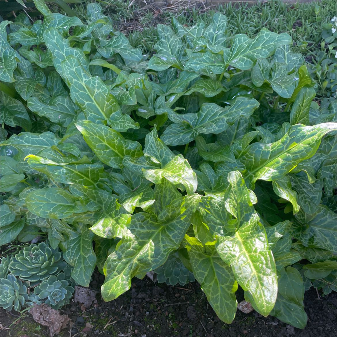 Propagating Your Italian Arum: Step-by-Step Guide