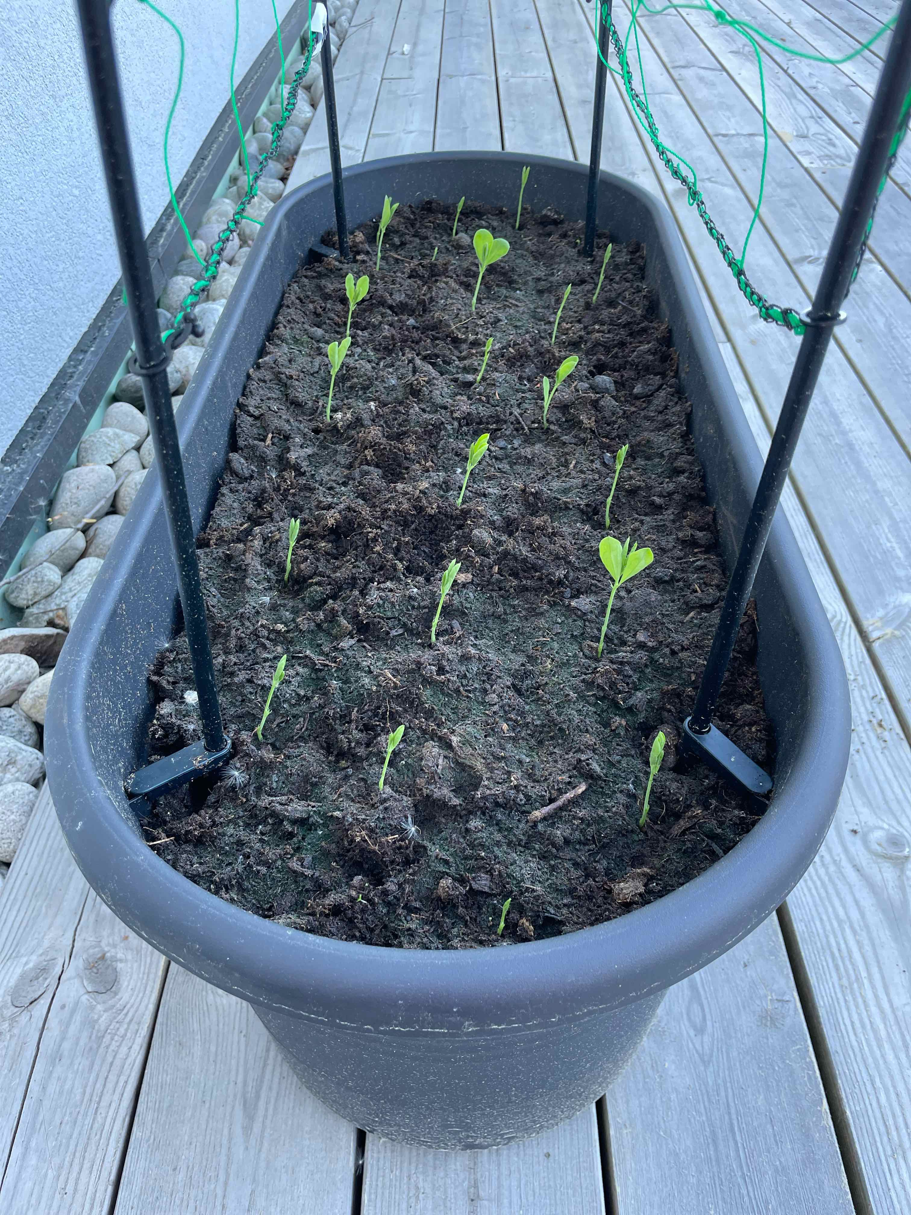 Propagating My Sweet Pea: Step-by-Step Guide
