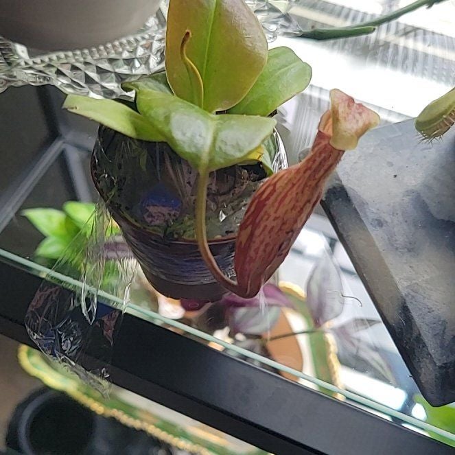 Kobe | A plant by @GoldTrextoes on Greg