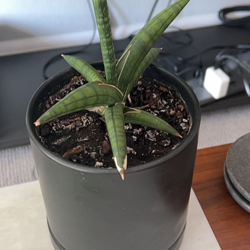 Peener | A plant by Dion on Greg