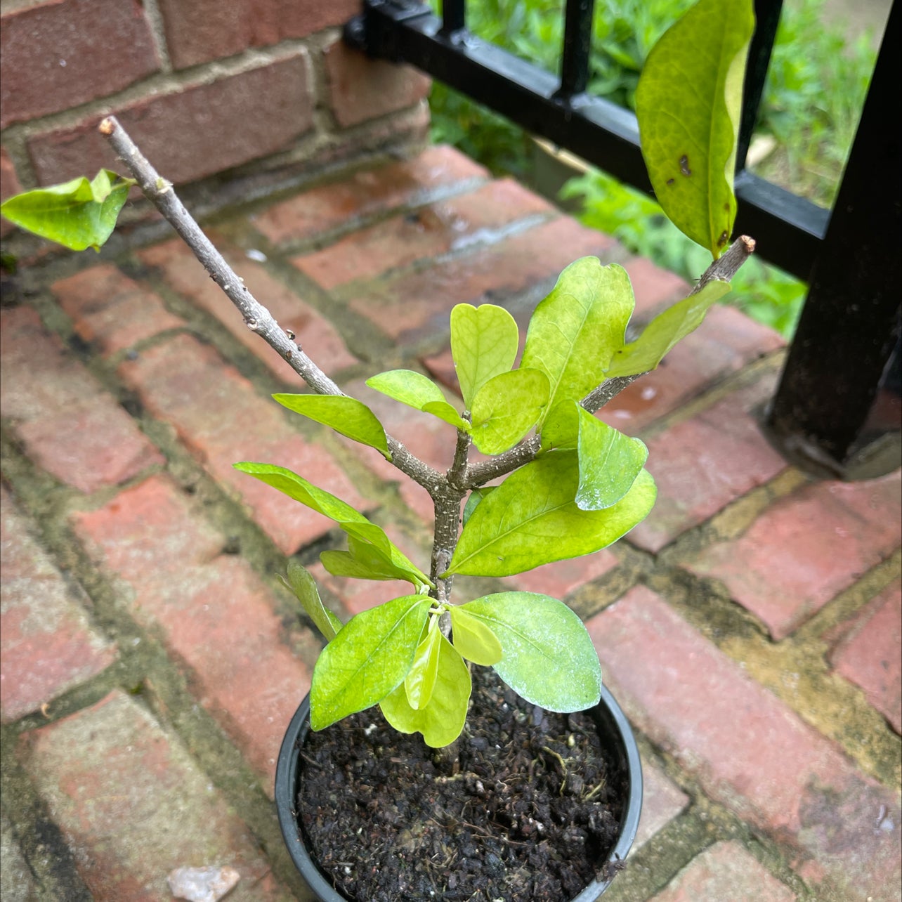 Fertilizing My Barbados Cherry