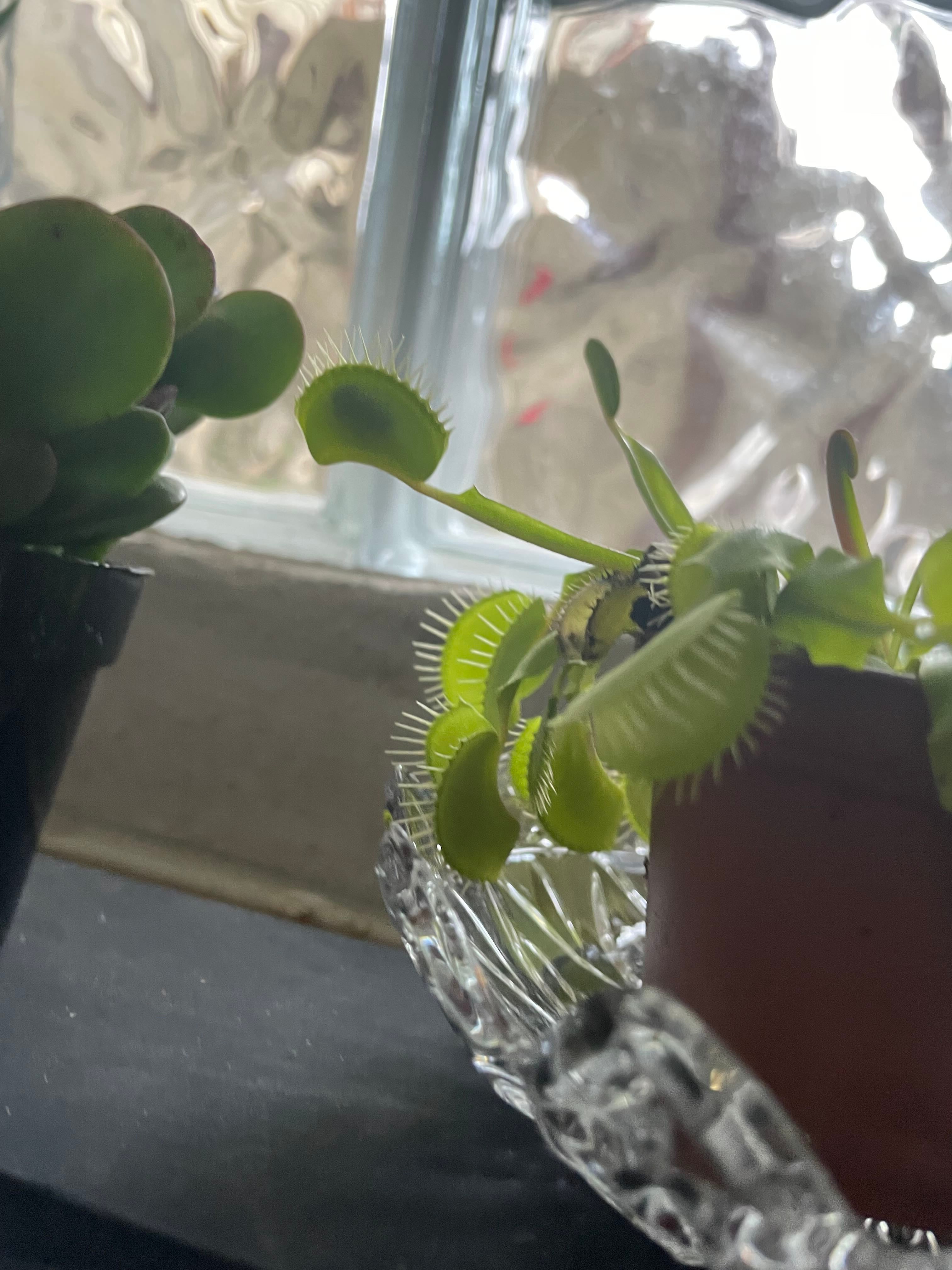 🪰 Why Are There Black Spots on My Venus Fly Trap Leaves?