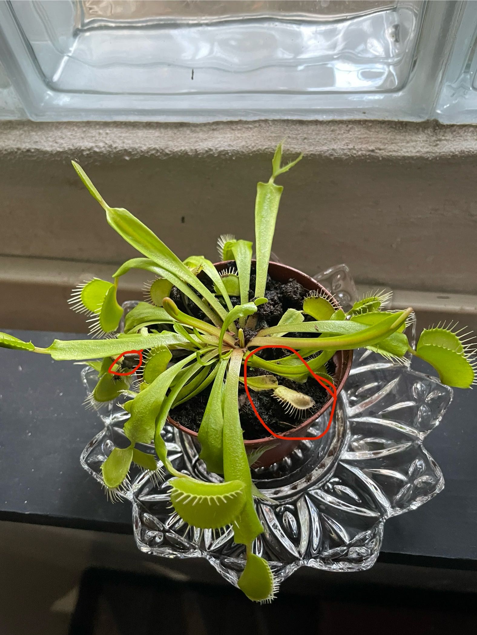 🪰 Why Are There Black Spots on My Venus Fly Trap Leaves?