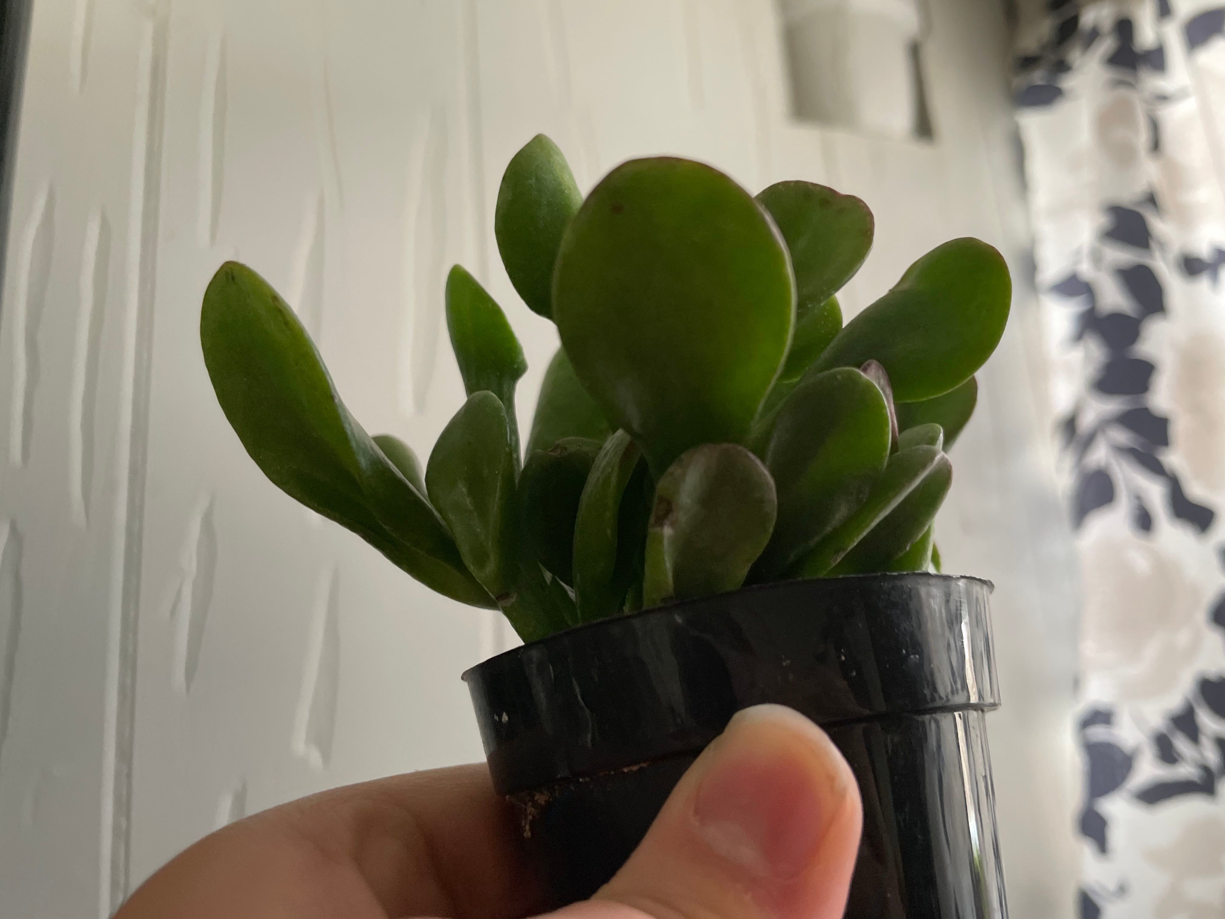 Keep Your Ogre Ears Alive: Light, Water & Care Instructions