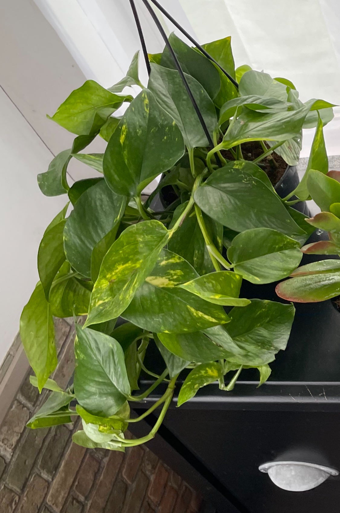 How to Care for Golden Pothos: Mastering Water, Sunlight & More