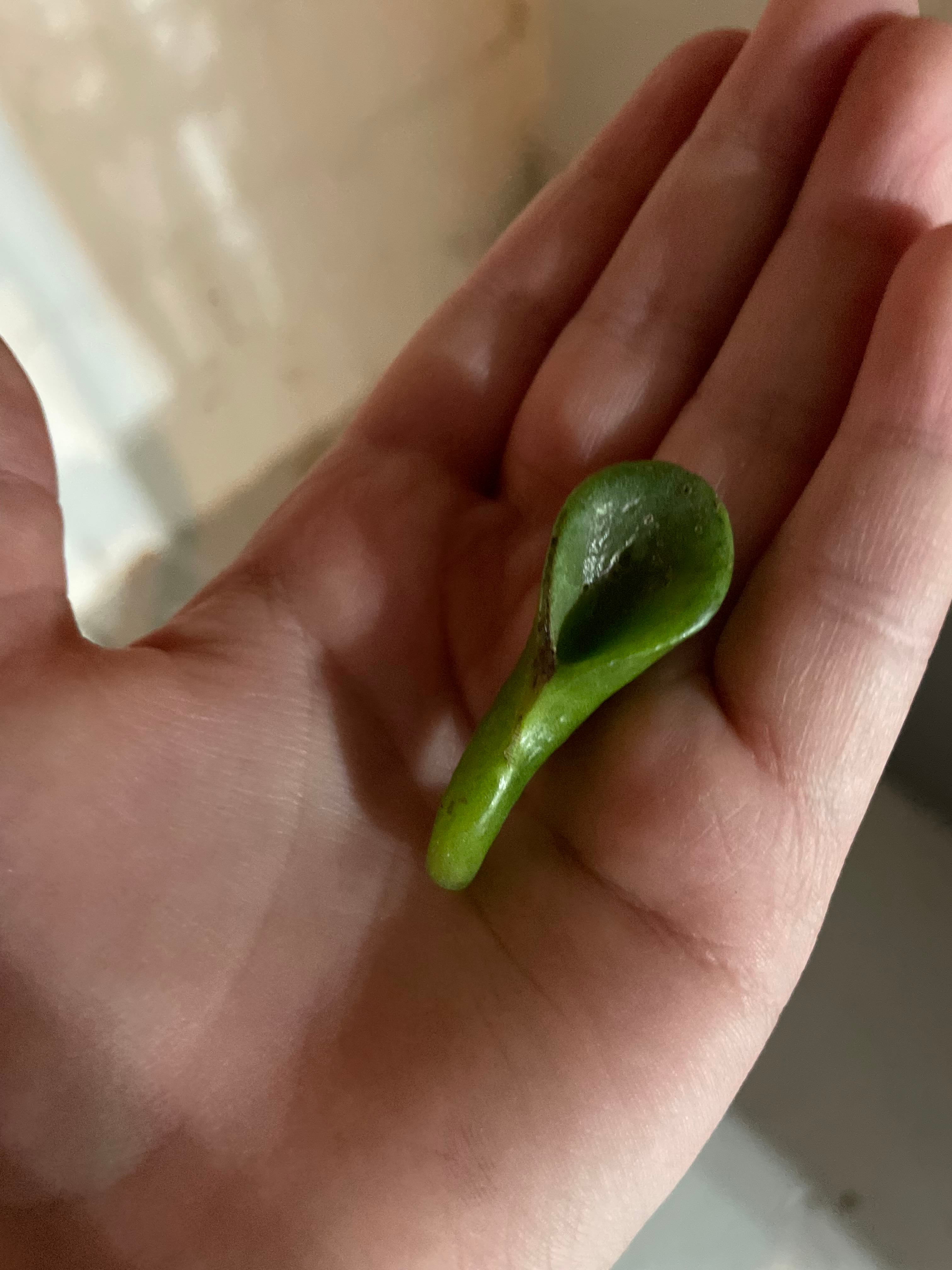 Keep Your Ogre Ears Alive: Light, Water & Care Instructions