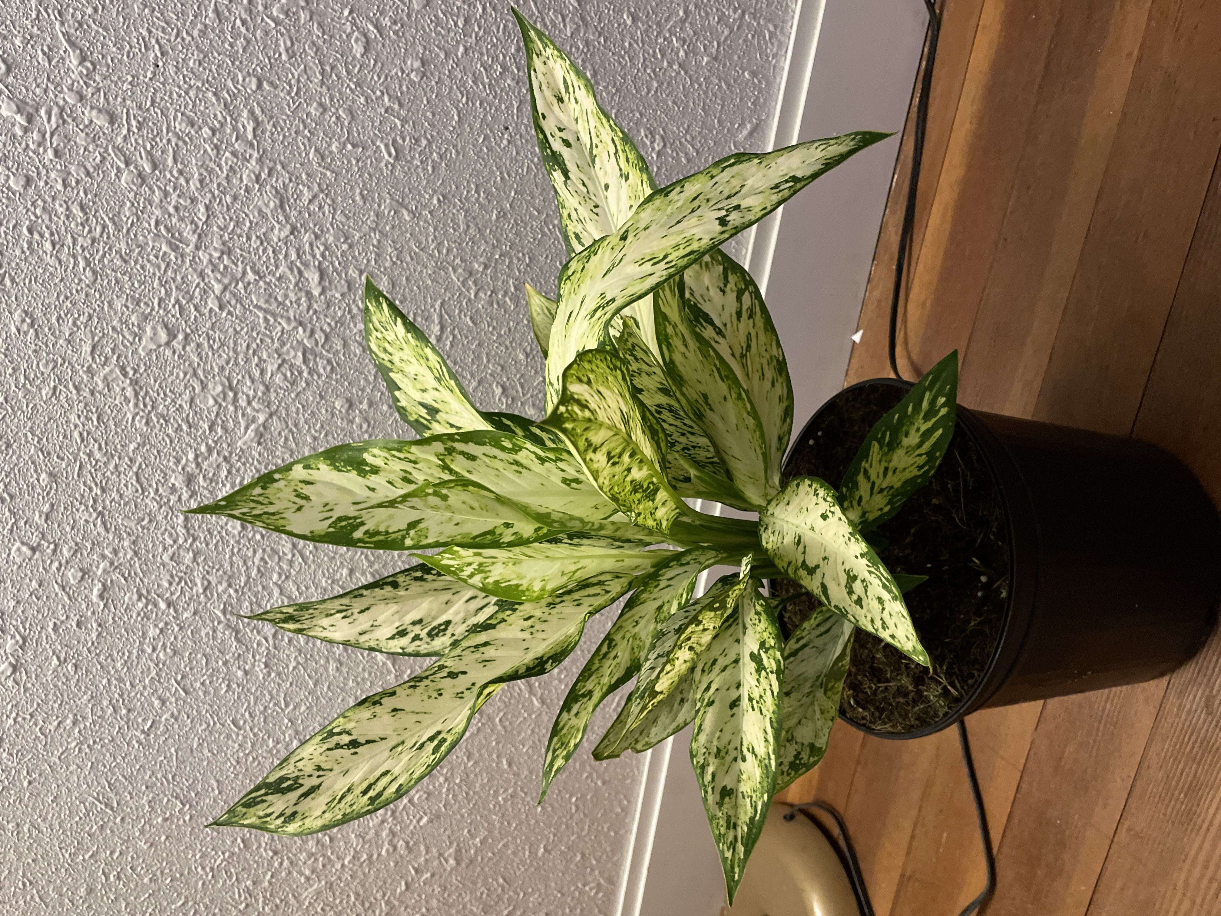Dieffenbachia 'Crocodile' Plant Care: Water, Light, Nutrients | Greg App 🌱