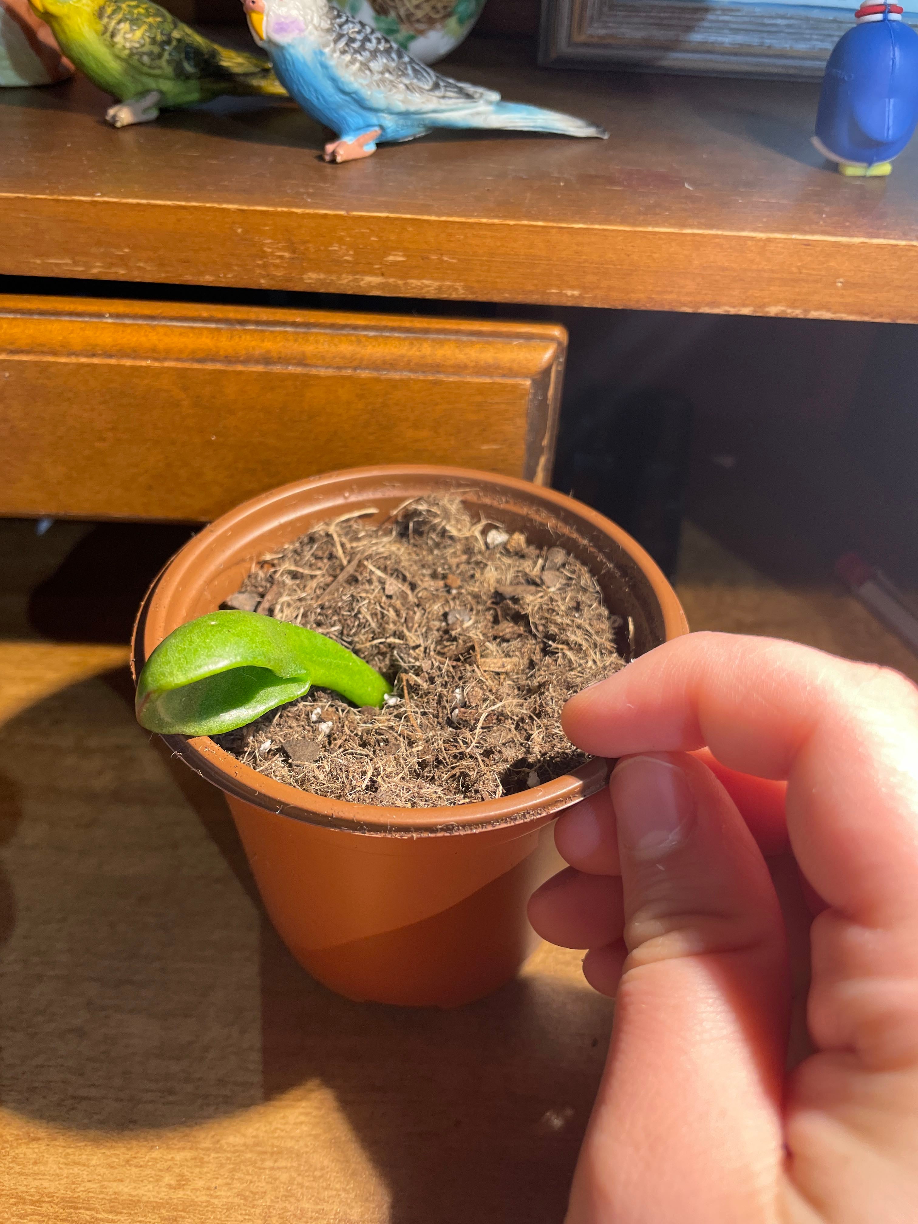 Ogre Ears Care 101: Water, Light & Growing Tips