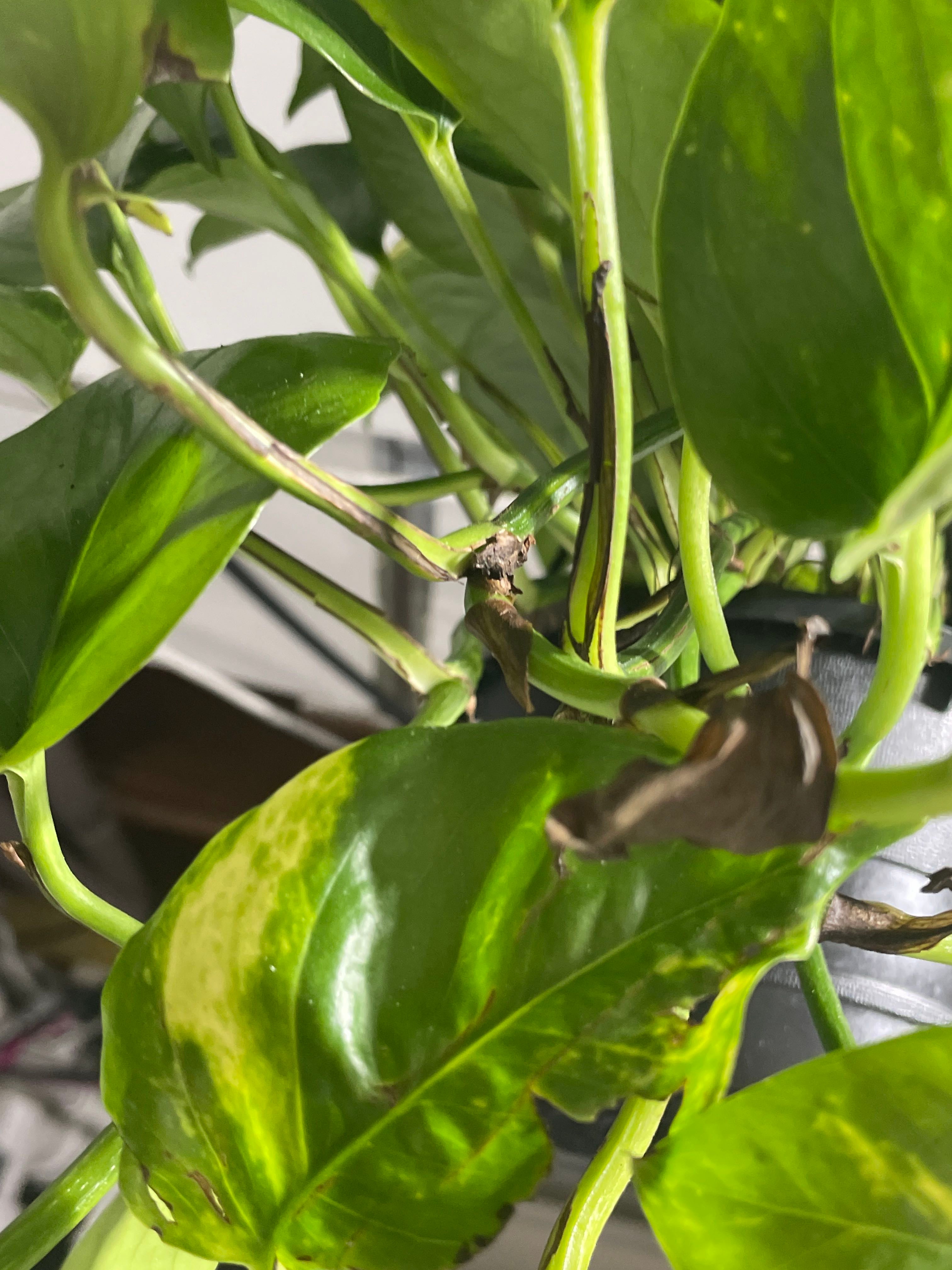 The Complete Golden Pothos Plant Care Guide: Water, Light & Beyond