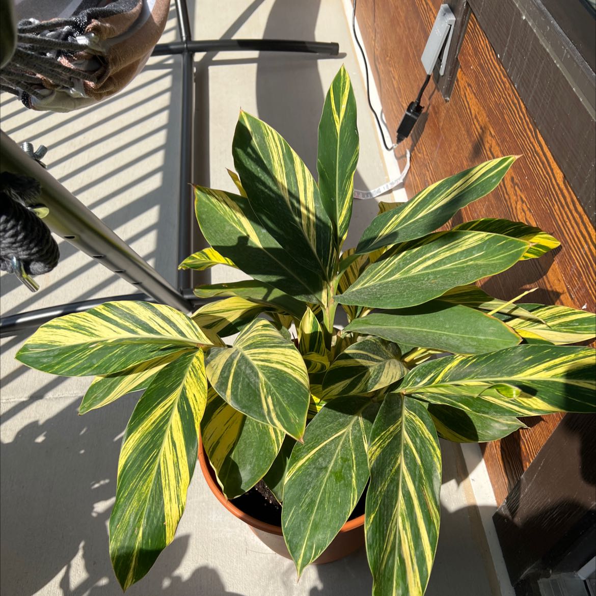 How Frequently Should I Water My Variegated Shell Ginger?