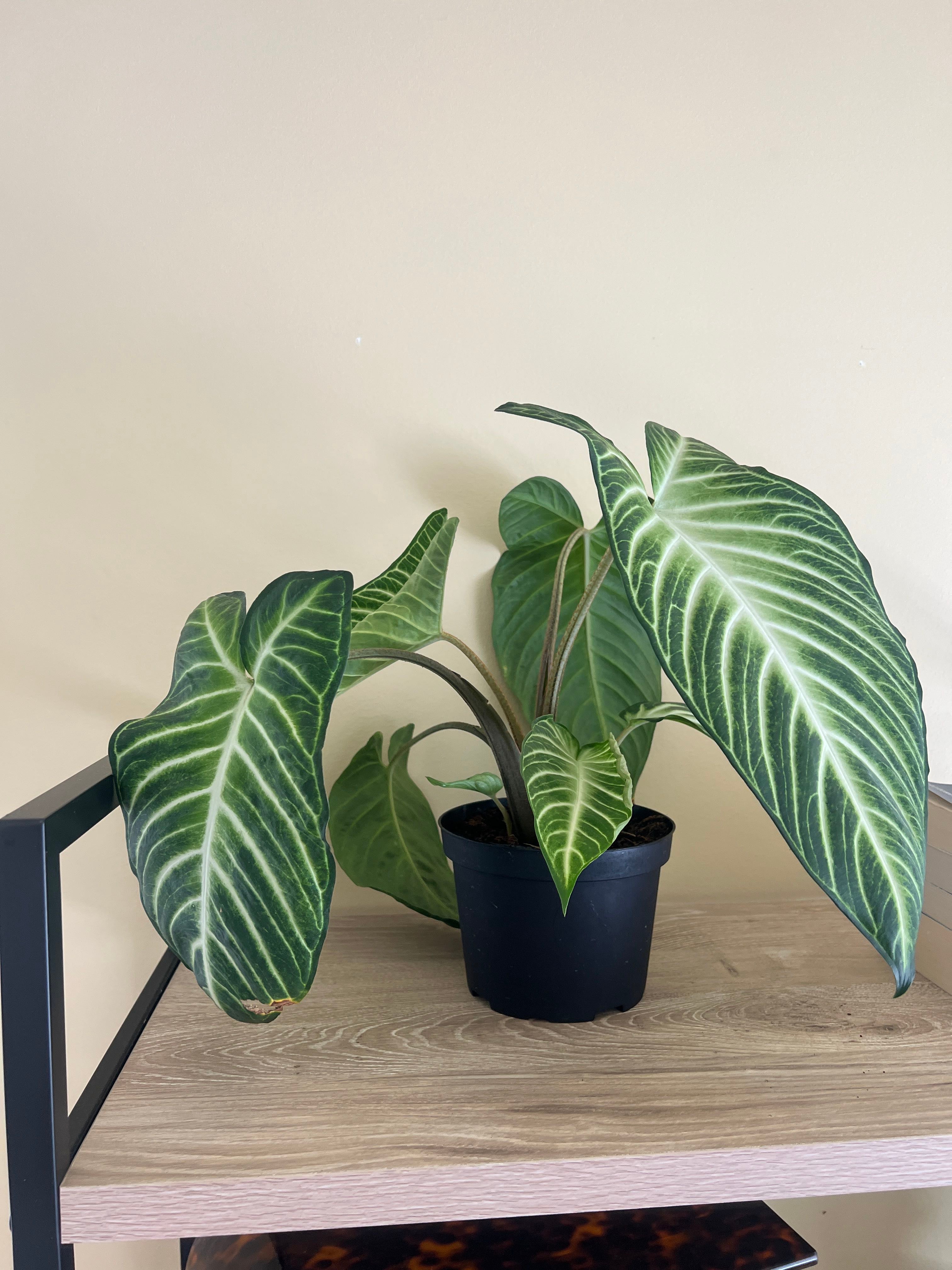 How to Fix Brown Spots on Your Xanthosoma 🩹