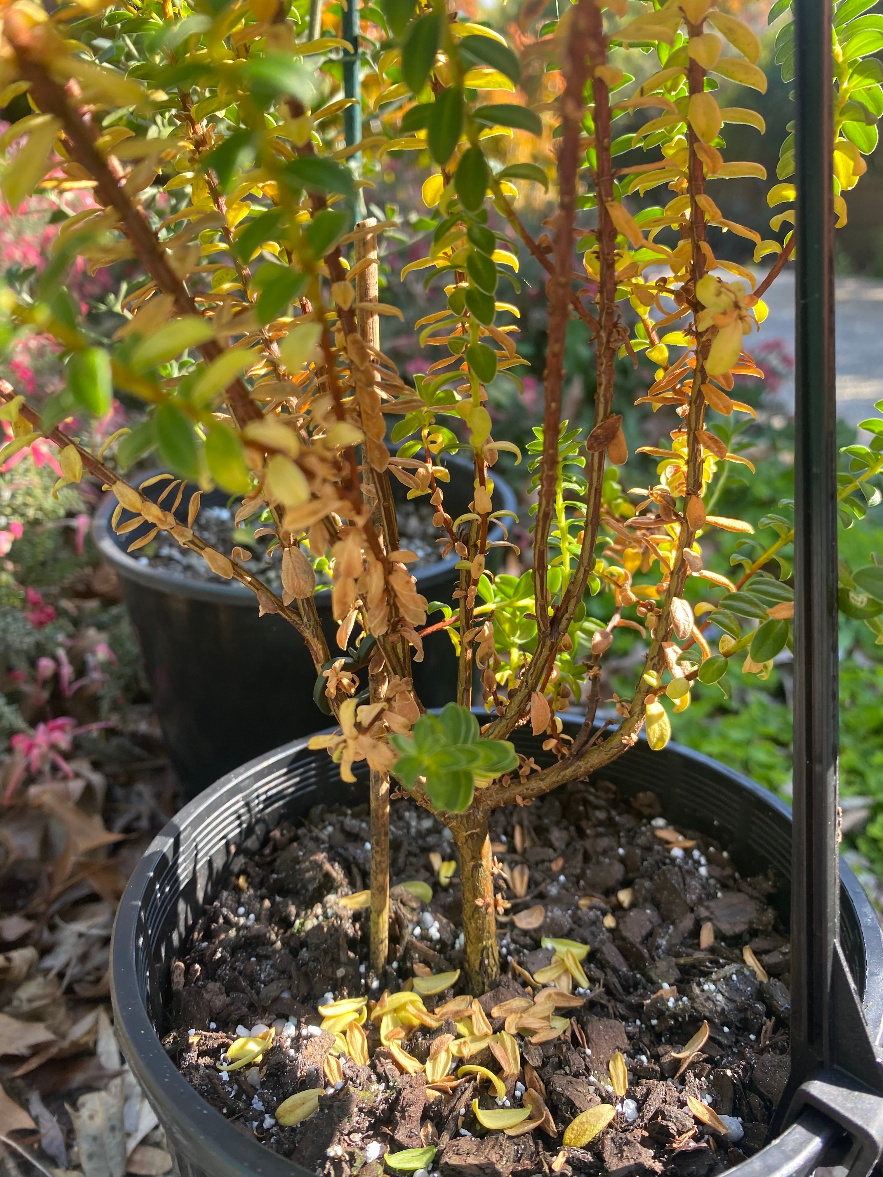 Pimelea oreophila Plant Care: Water, Light, Nutrients | Greg App 🌱