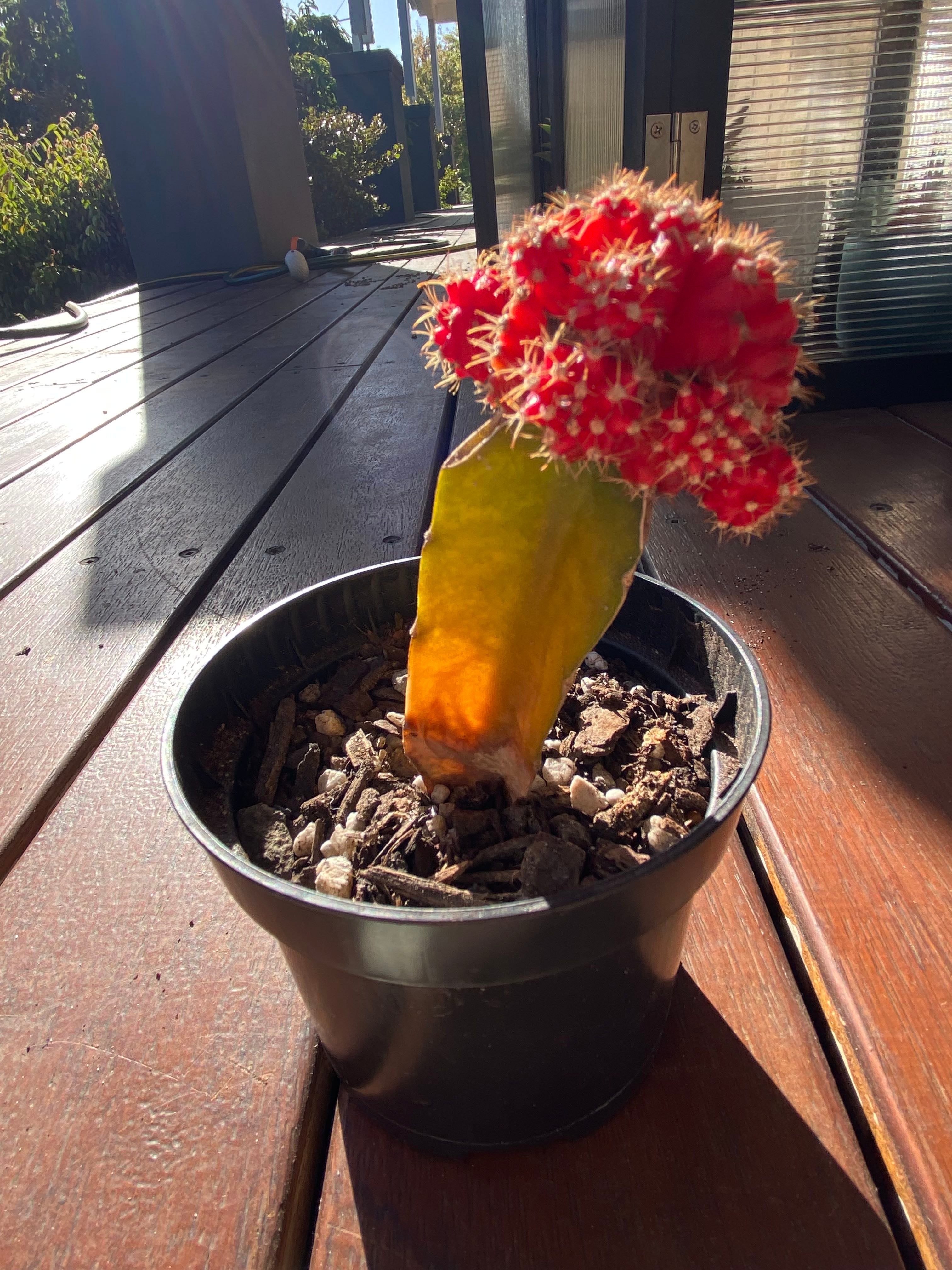 Keep Your Dwarf Chin Cactus Alive: Light, Water & Care Instructions