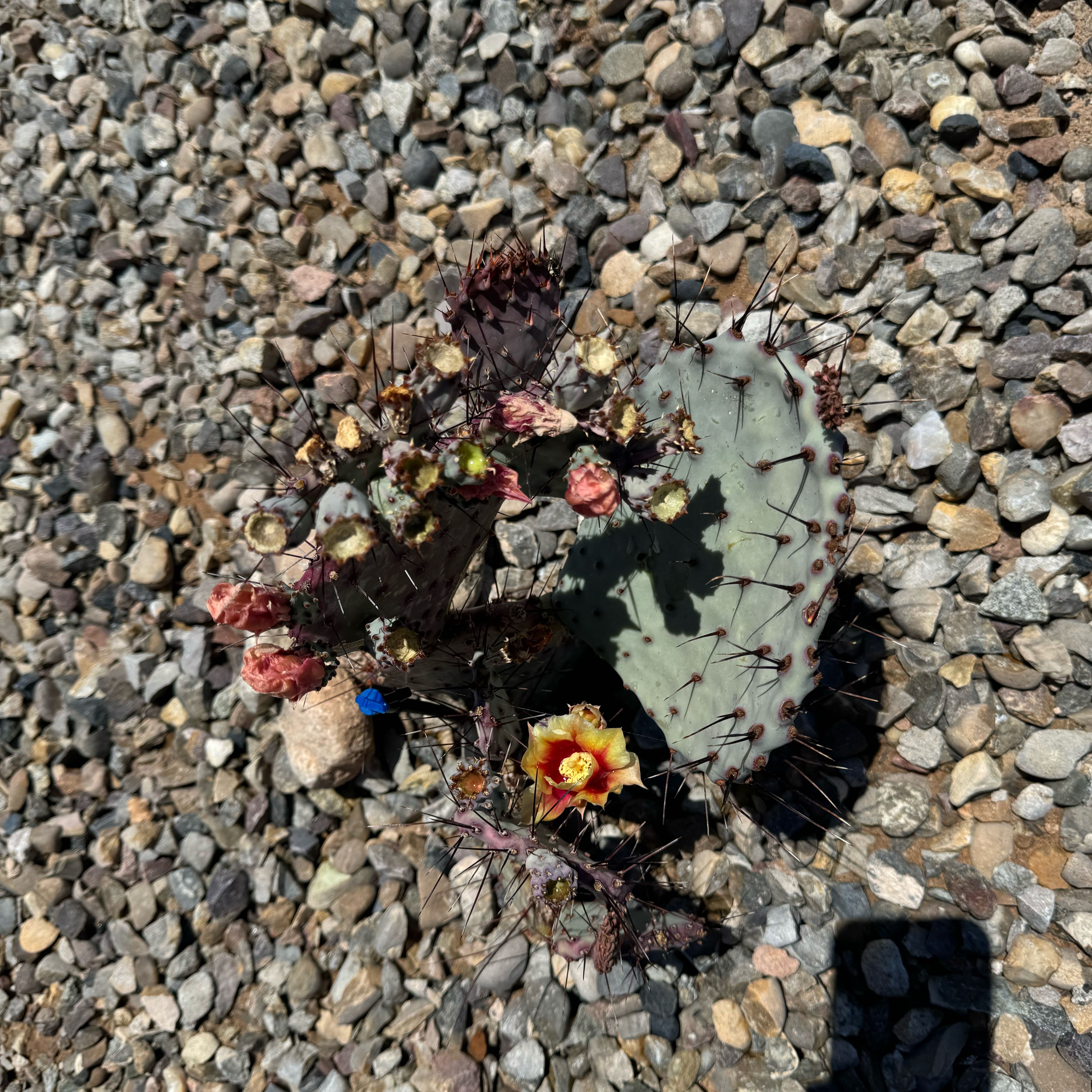 🌵 Purple Prickly Pear Fertilizer: How and When to Use It