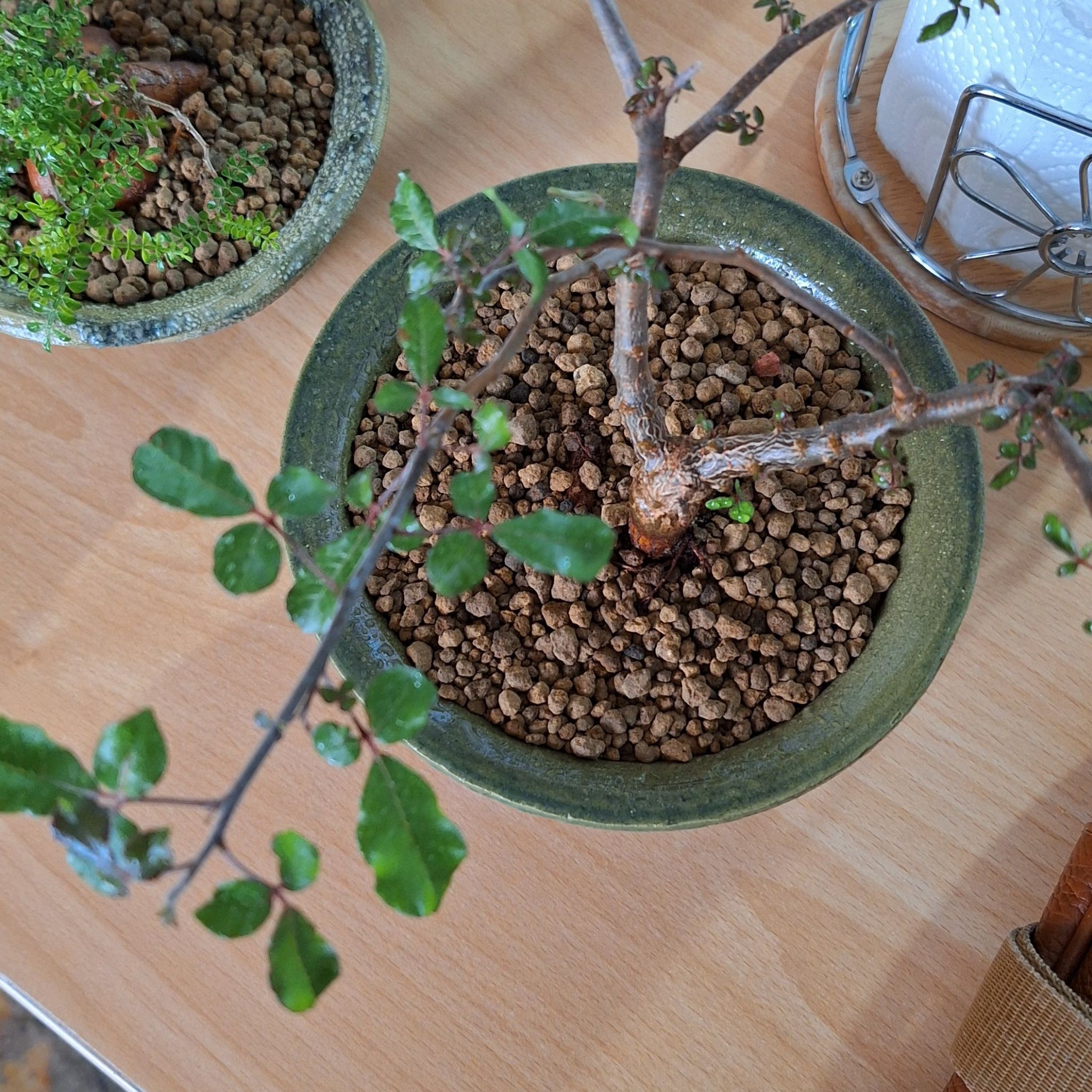 Commiphora madagascariensis Plant Care: Water, Light, Nutrients | Greg ...