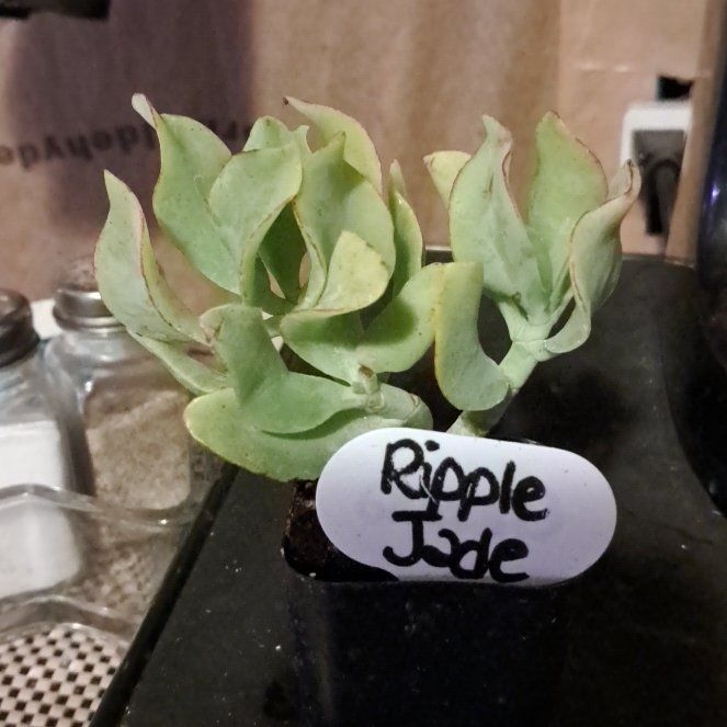 The Complete Ripple Jade™️ Plant Care Guide: Water, Light & Beyond