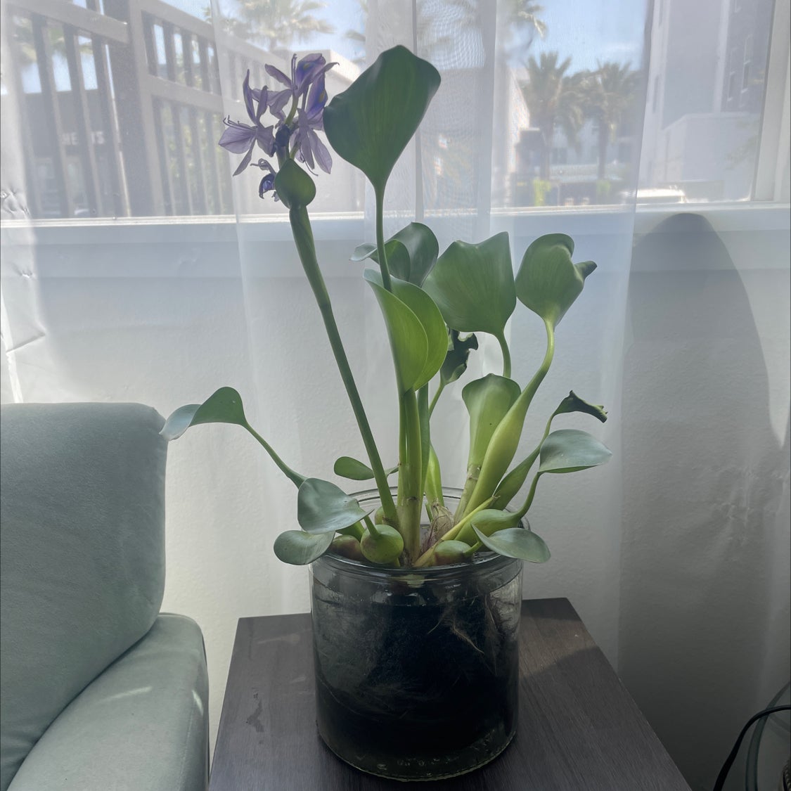 10 Benefits of Having a Water Hyacinth 🌊