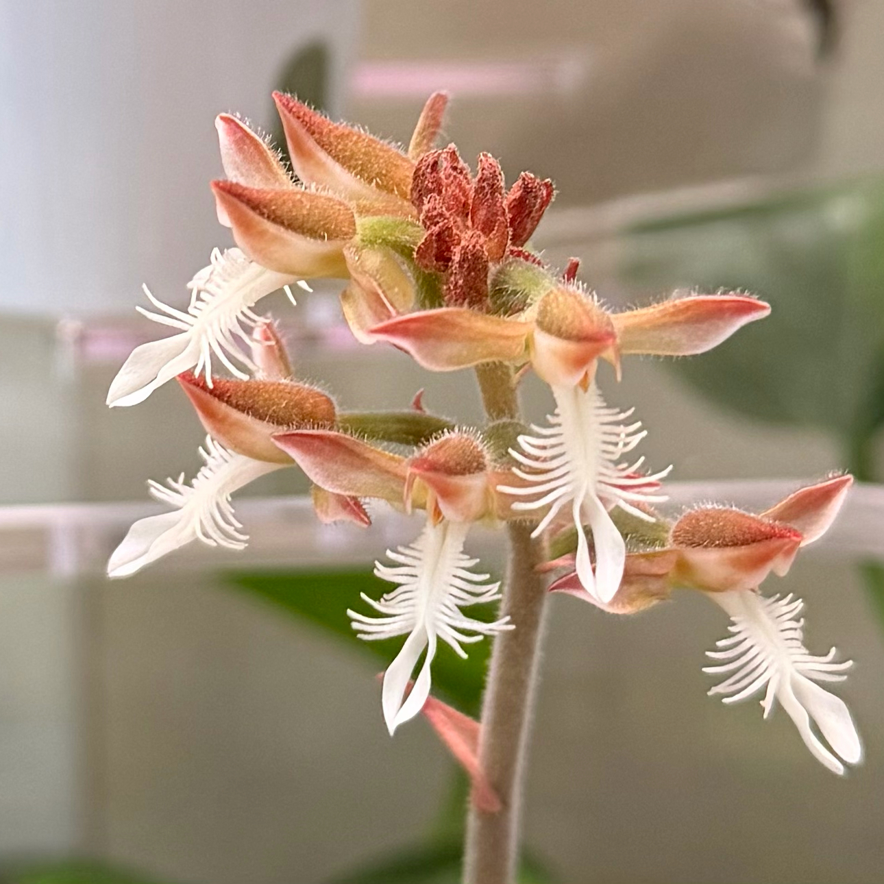 How to Care for Anoectochilus albolineatus: Mastering Water, Sunlight ...