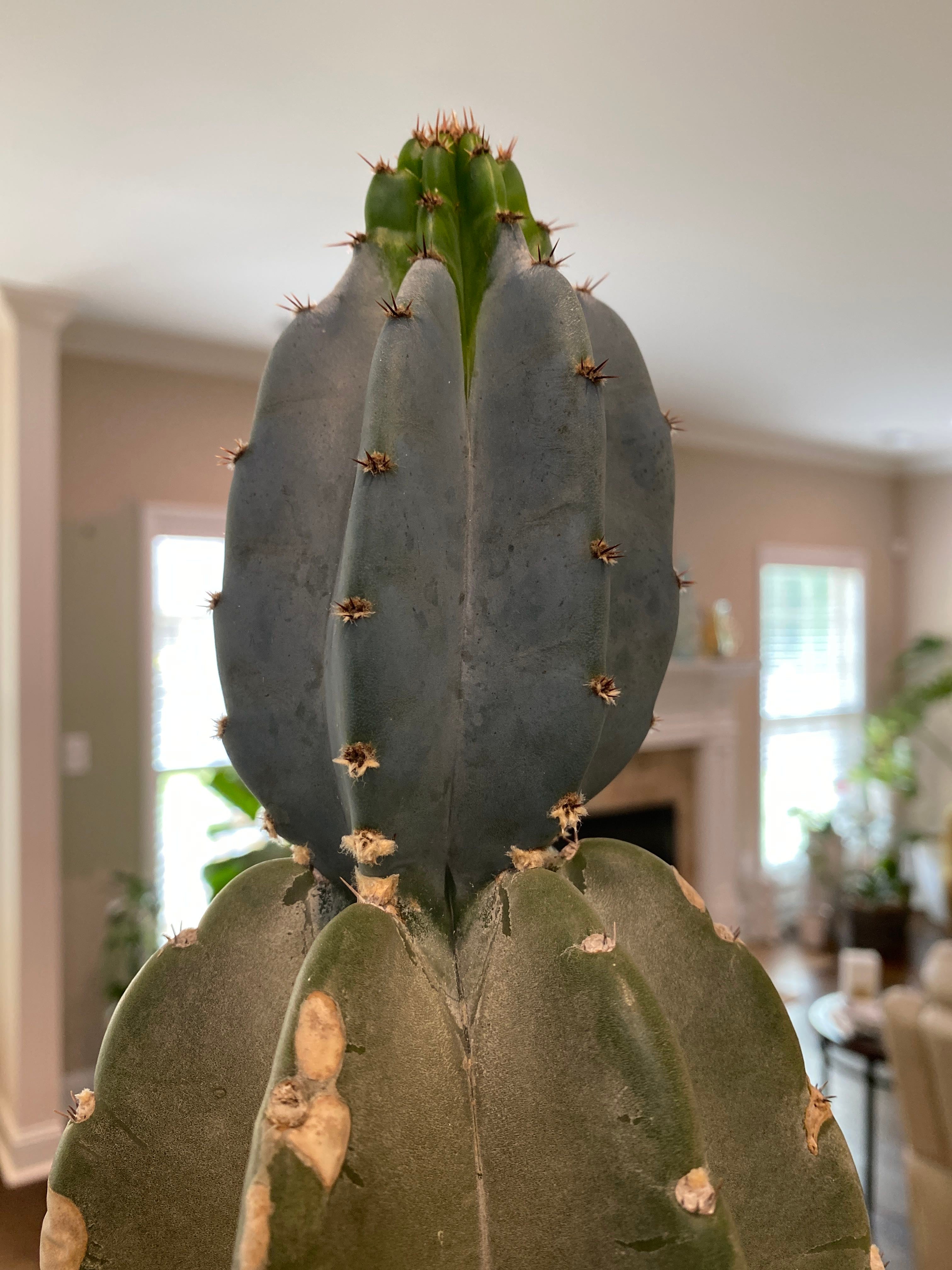 Keep Your Trichocereus grandiflorus Hybrid Alive: Light, Water & Care ...