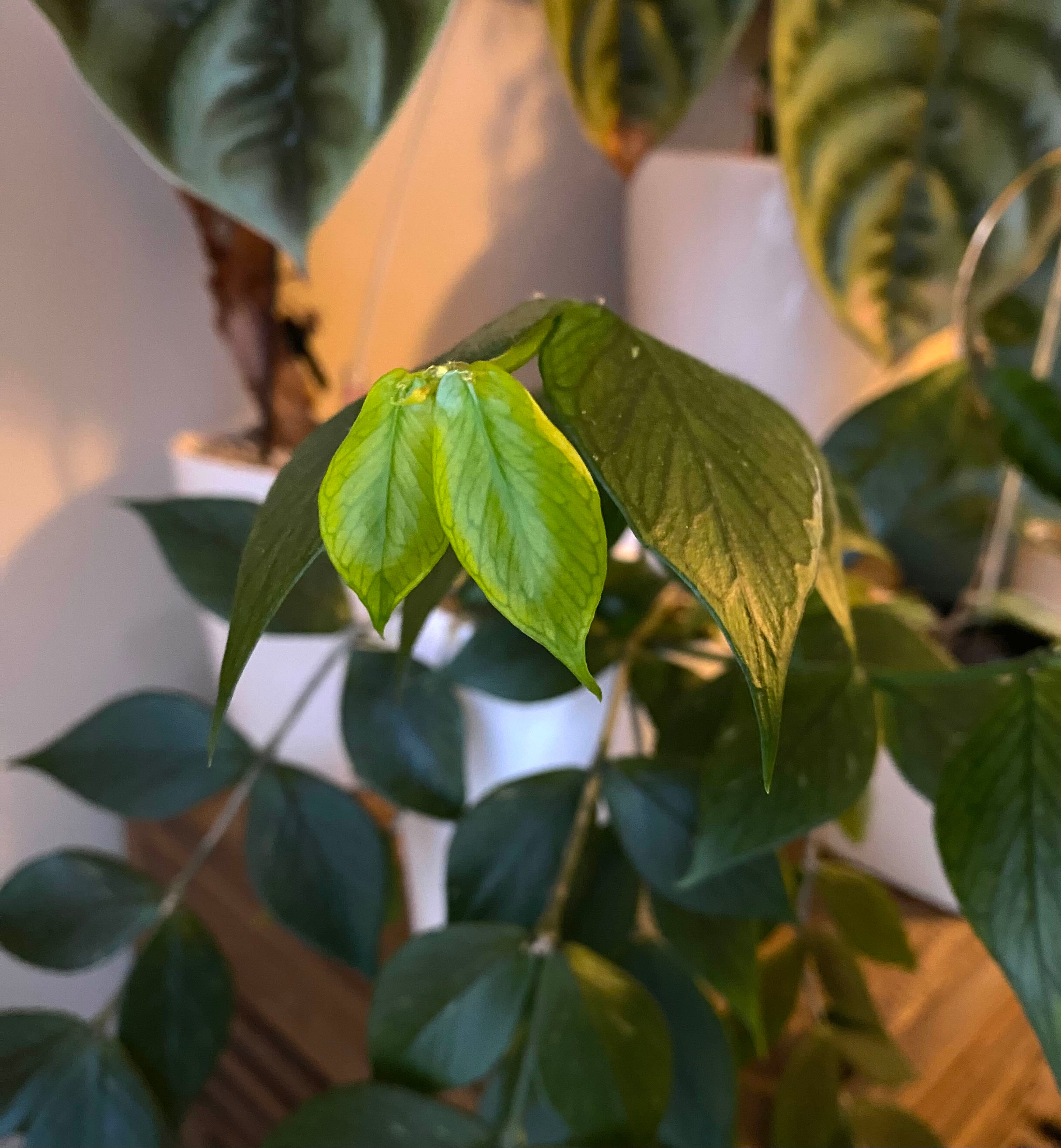 The Complete Hoya 'Chouke' Plant Care Guide: Water, Light & Beyond