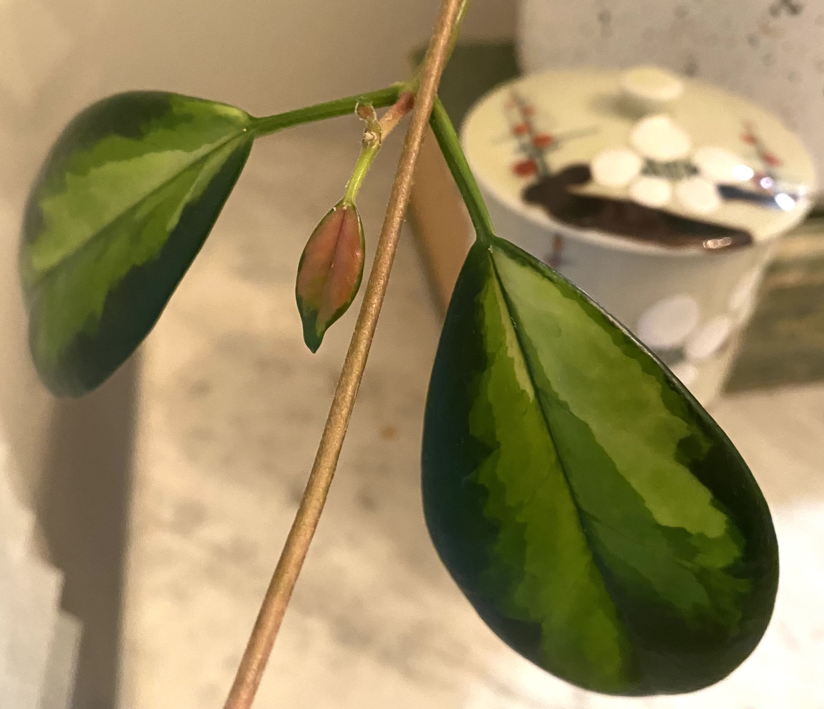 Hoya pubicalyx 'Splash' Plant Care: Water, Light, Nutrients | Greg App 🌱