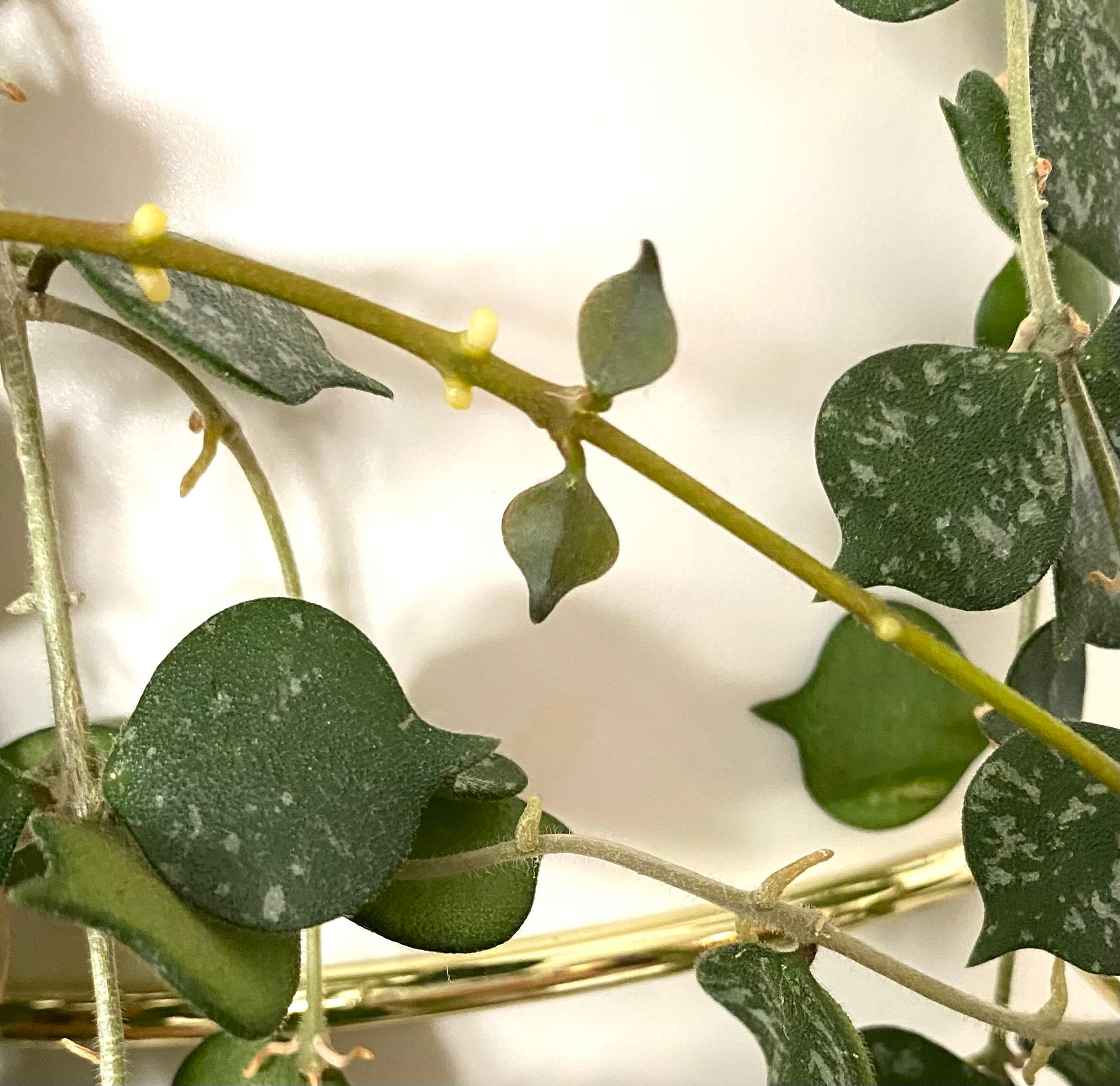 The Complete Hoya 'Chouke' Plant Care Guide: Water, Light & Beyond