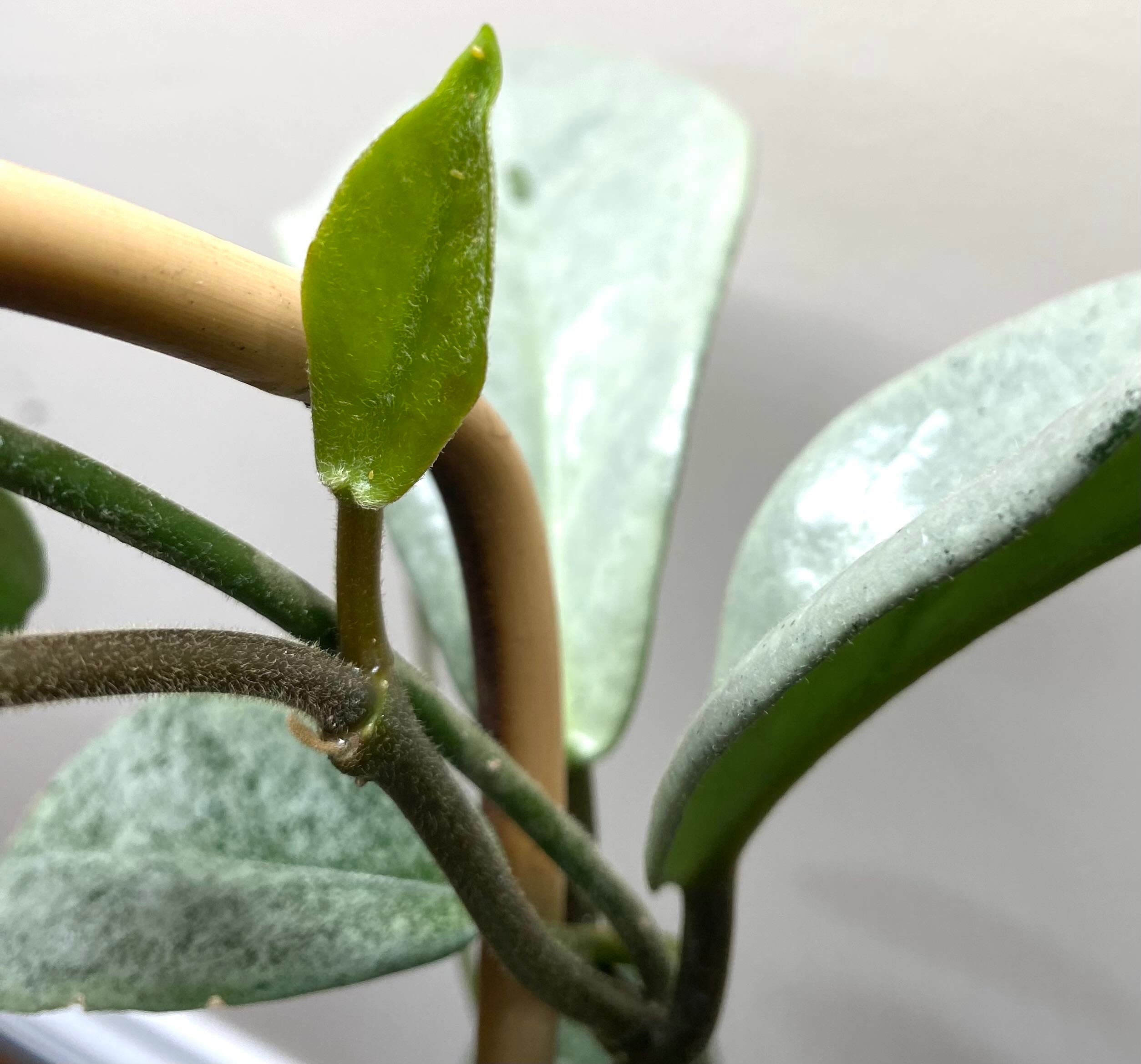 The Complete Hoya 'Chouke' Plant Care Guide: Water, Light & Beyond