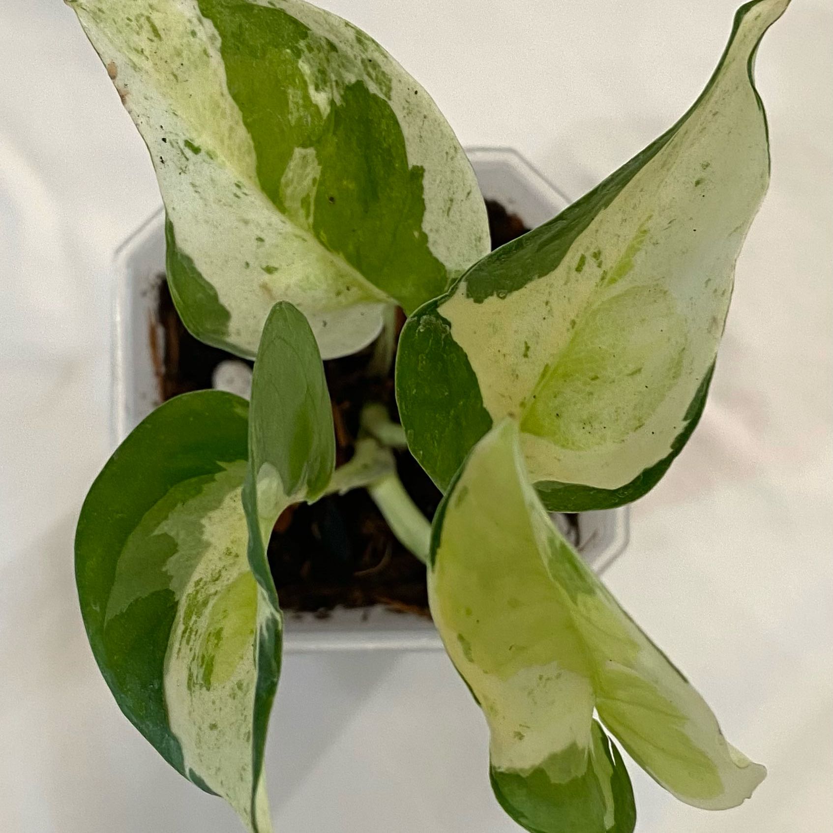 The Complete Japanese Global Pothos Plant Care Guide: Water, Light & Beyond