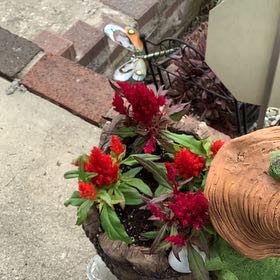 The Complete cockscomb Plant Care Guide: Water, Light & Beyond