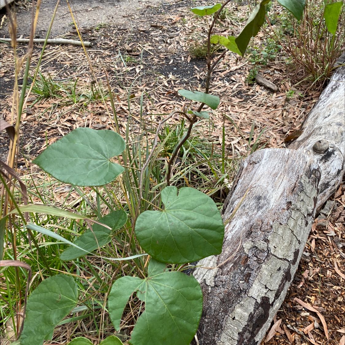🌸 What Does It Mean When Eastern Redbud Blooms?