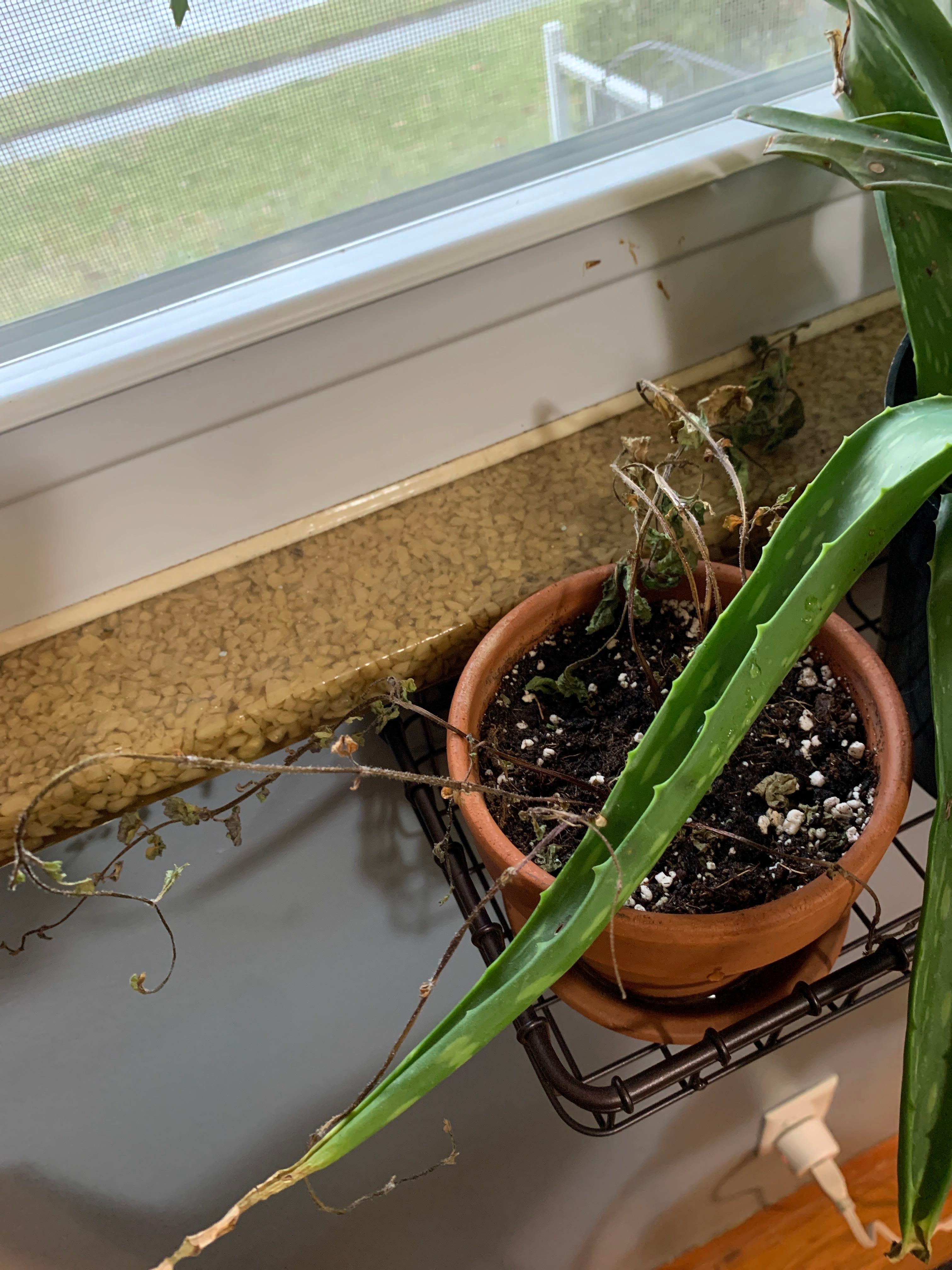 🍏 10 Benefits of Having a Apple Mint