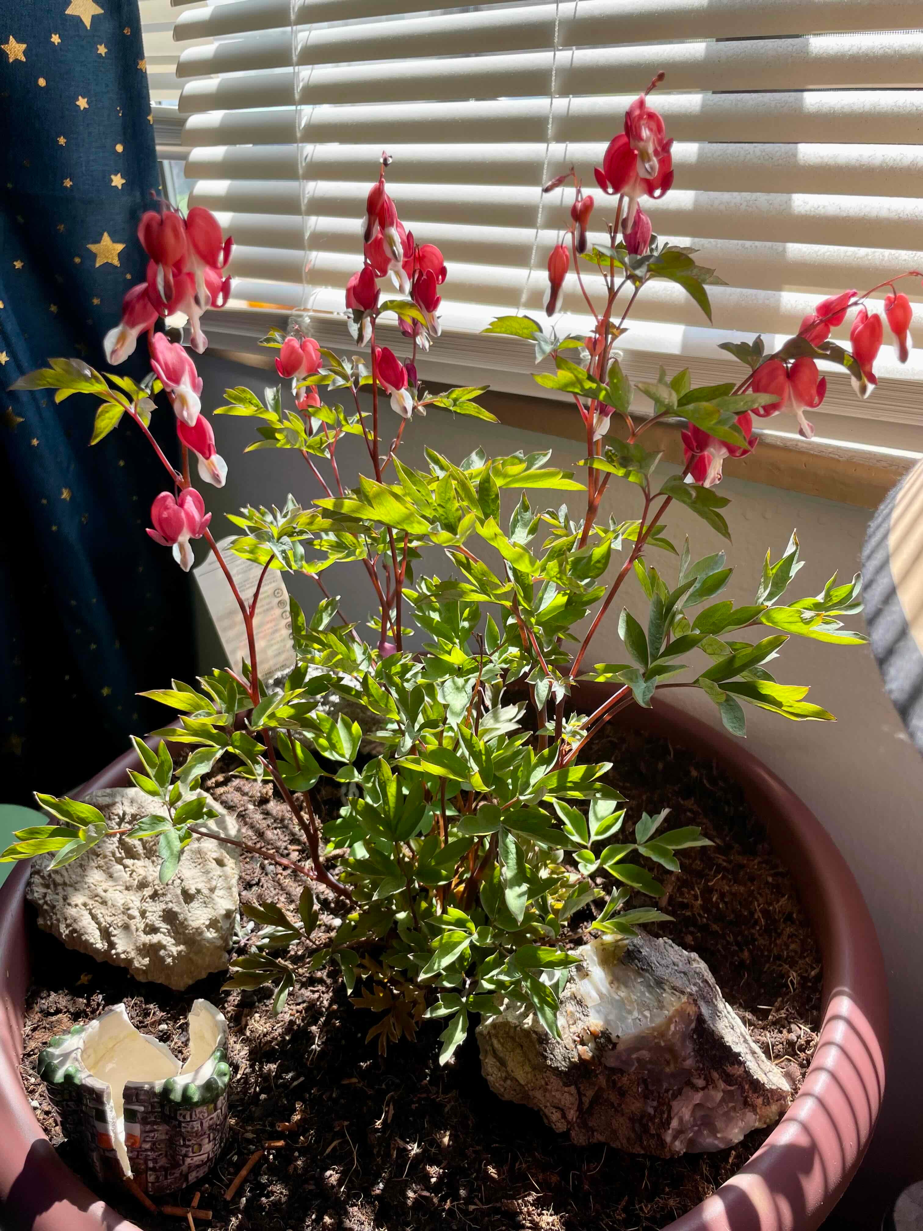 Fertilizing My Bleeding Heart