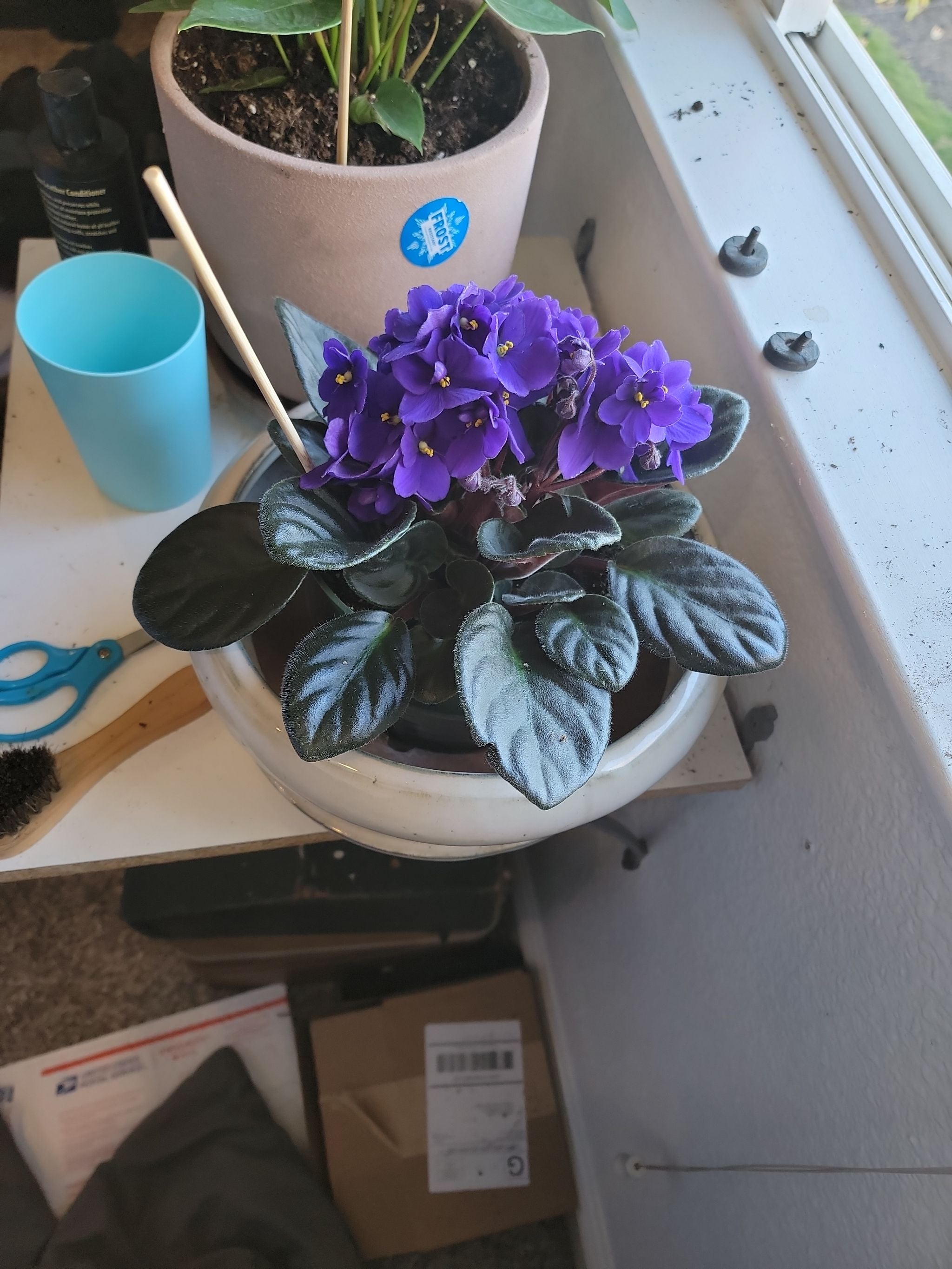 How to Care for African Violet Monet: Mastering Water, Sunlight & More