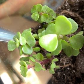Athena | A plant by @Plantprobs on Greg